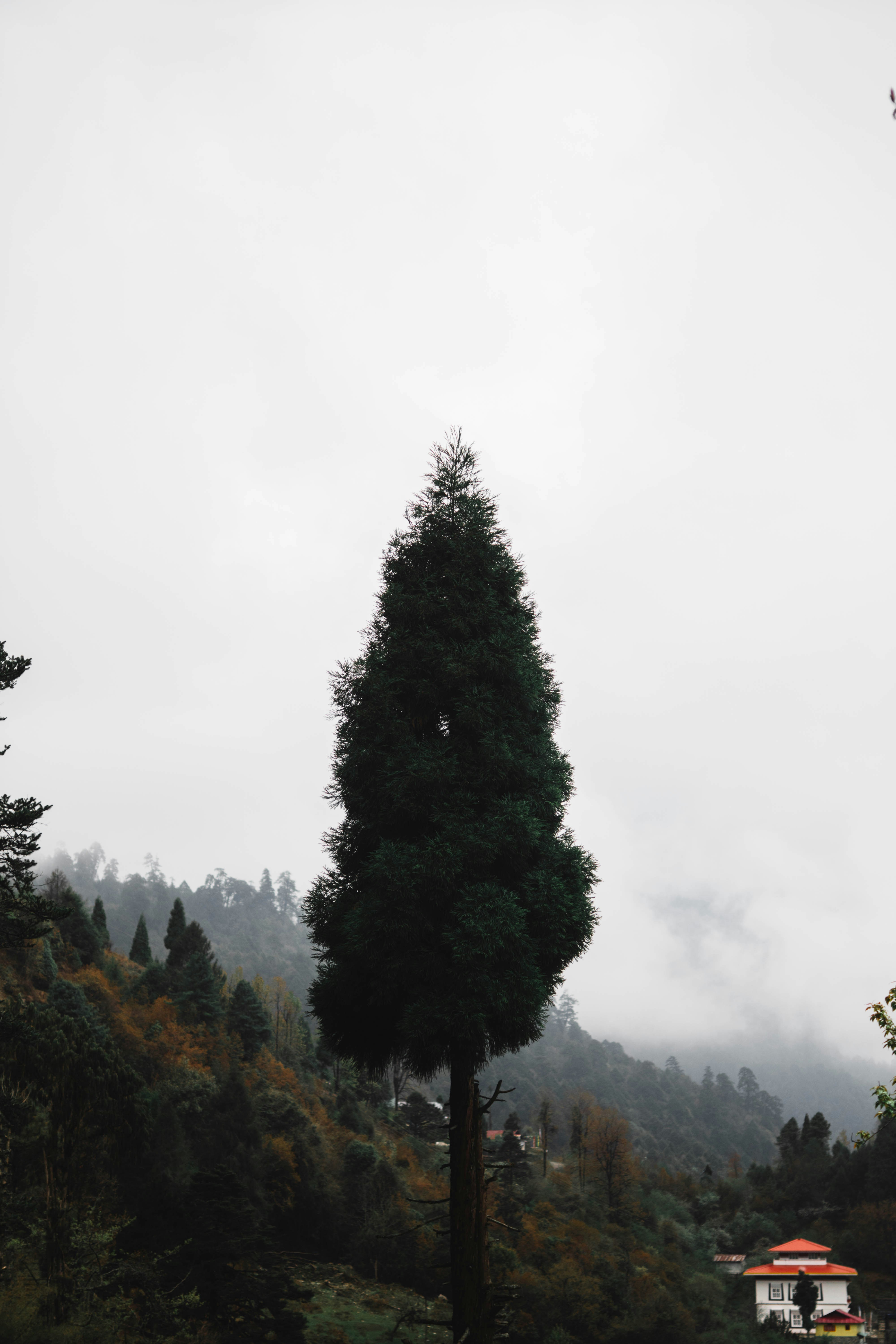 Towering Evergreen Centered Against Misty Valley