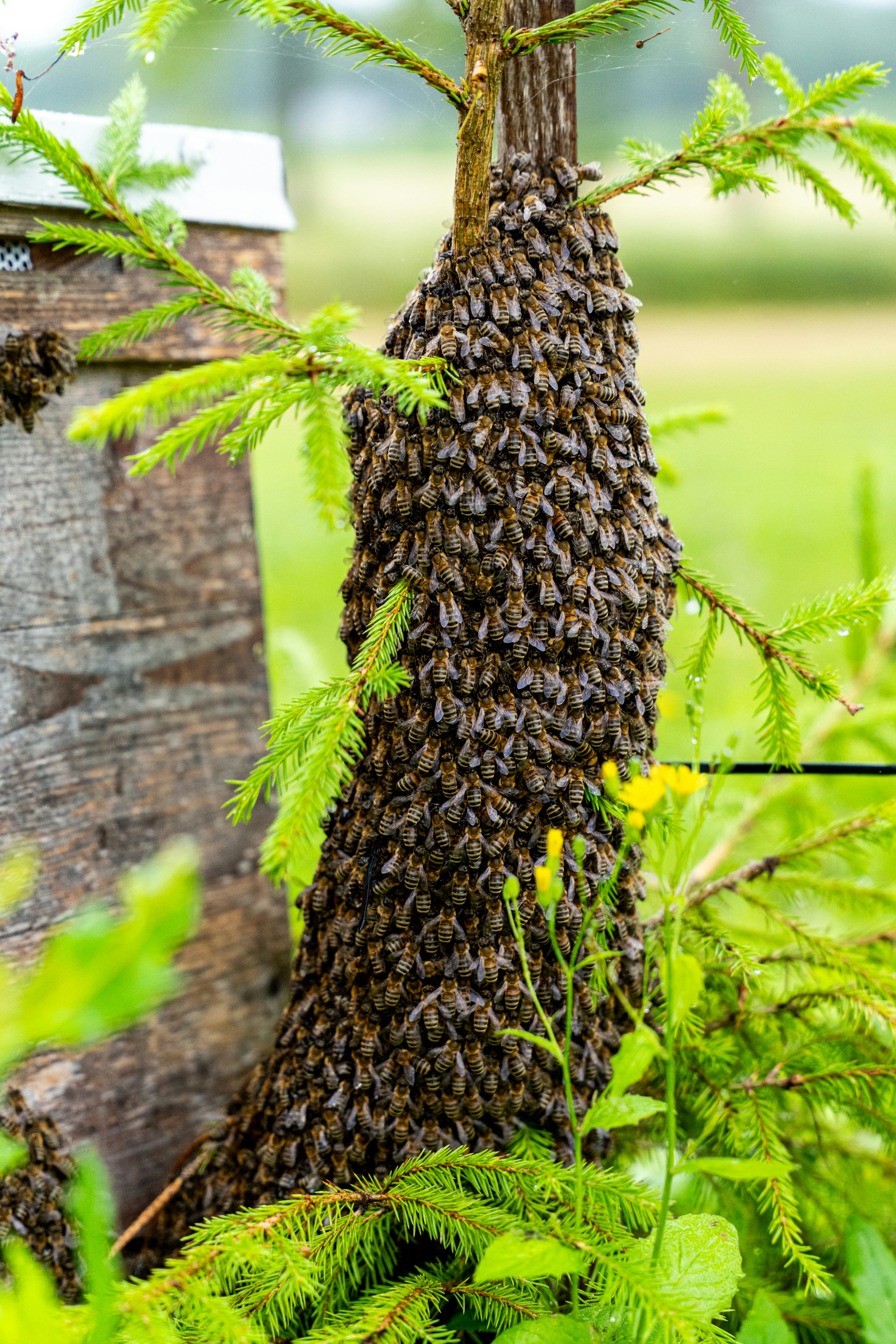 Pinecone Trunk Adorned with Scale-like Clusters