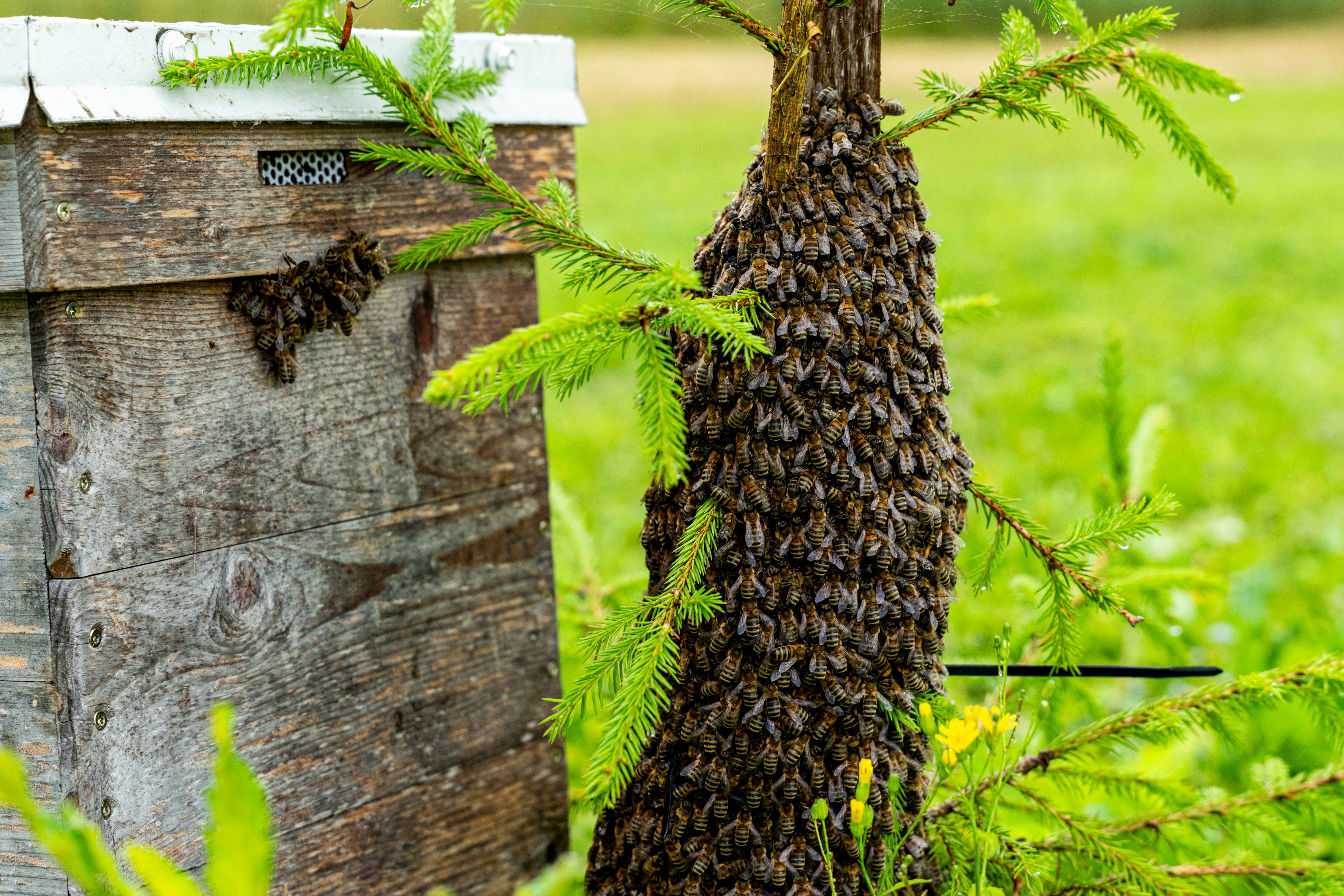 Honeycomb in Focus: A Beekeeper’s Tree Nook