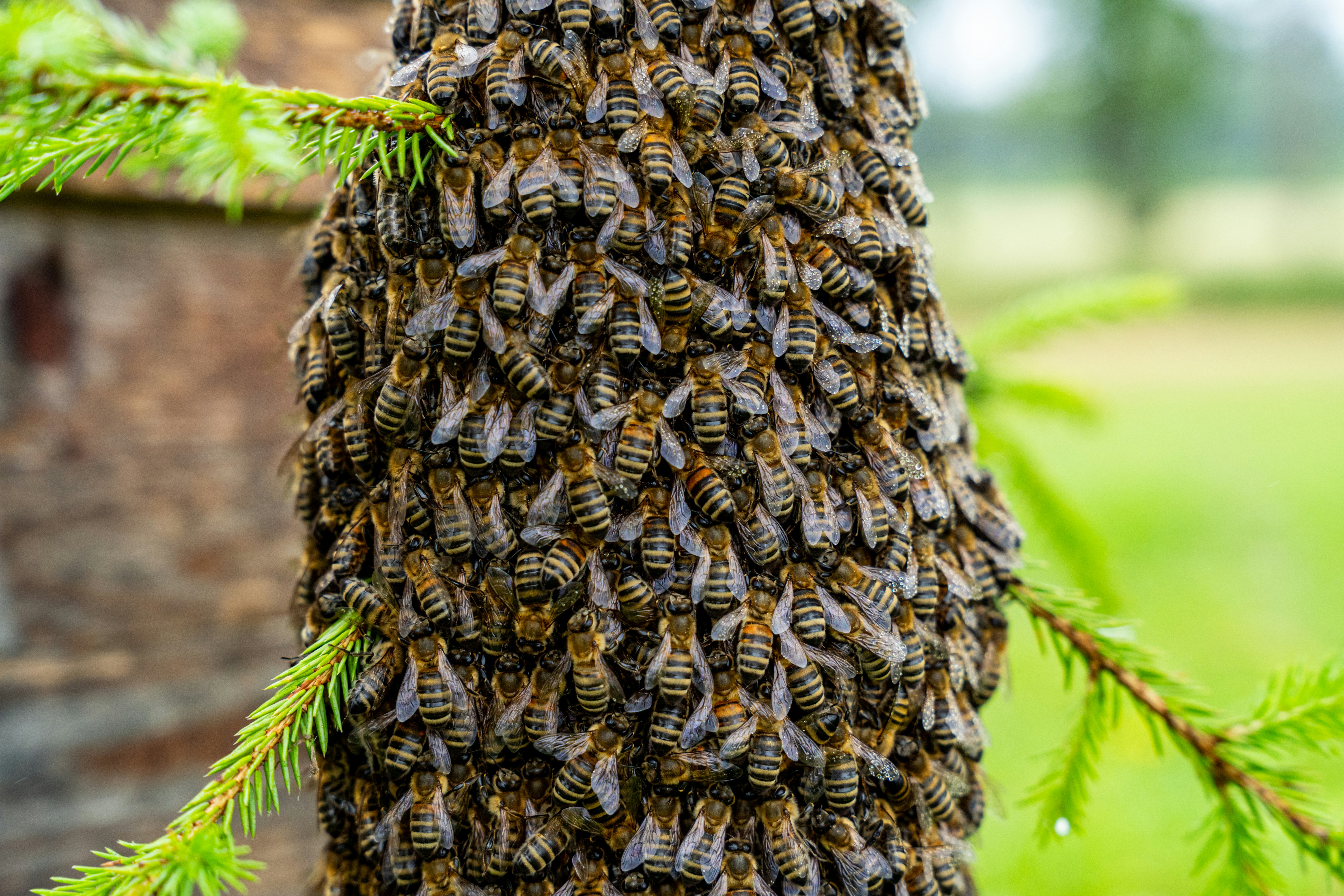 Honeycomb Clockwork: A Swarm of Bees on a Tree Trunk