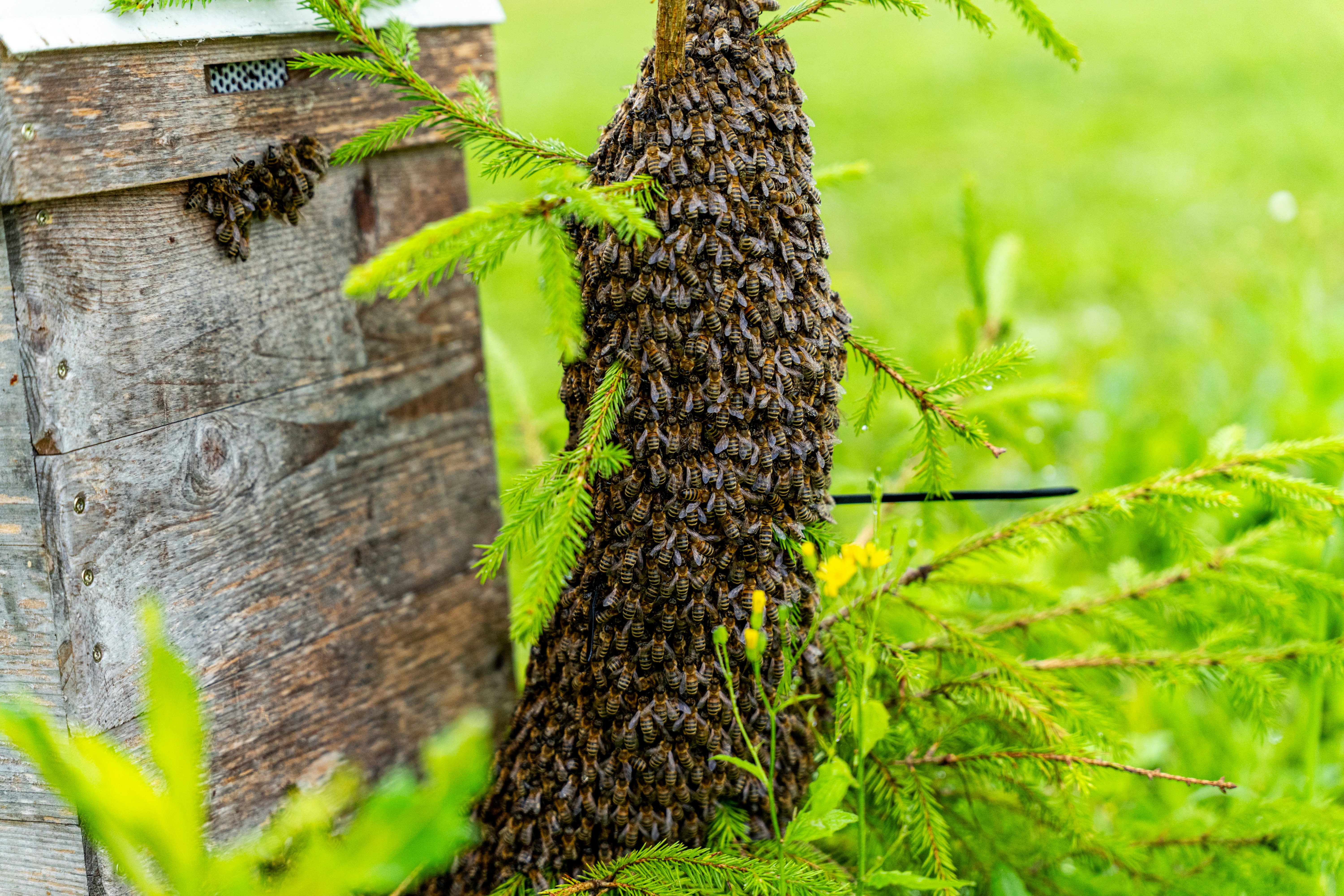 Bees Clustering on a Weathered Beehive Amid Fresh Greenery