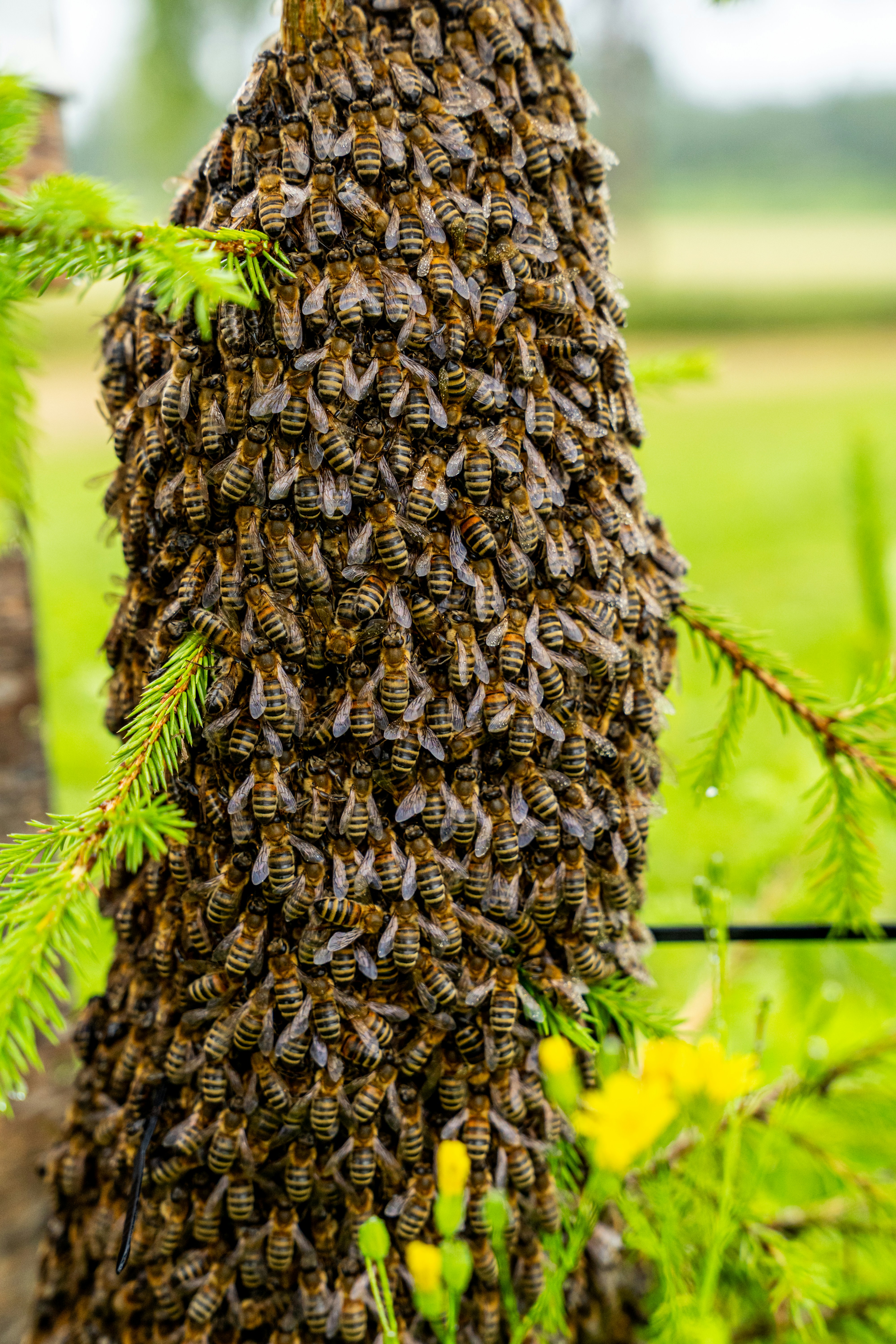 Swarm on a Trunk: A Dense Cluster of Bees in a Rustic Orchard