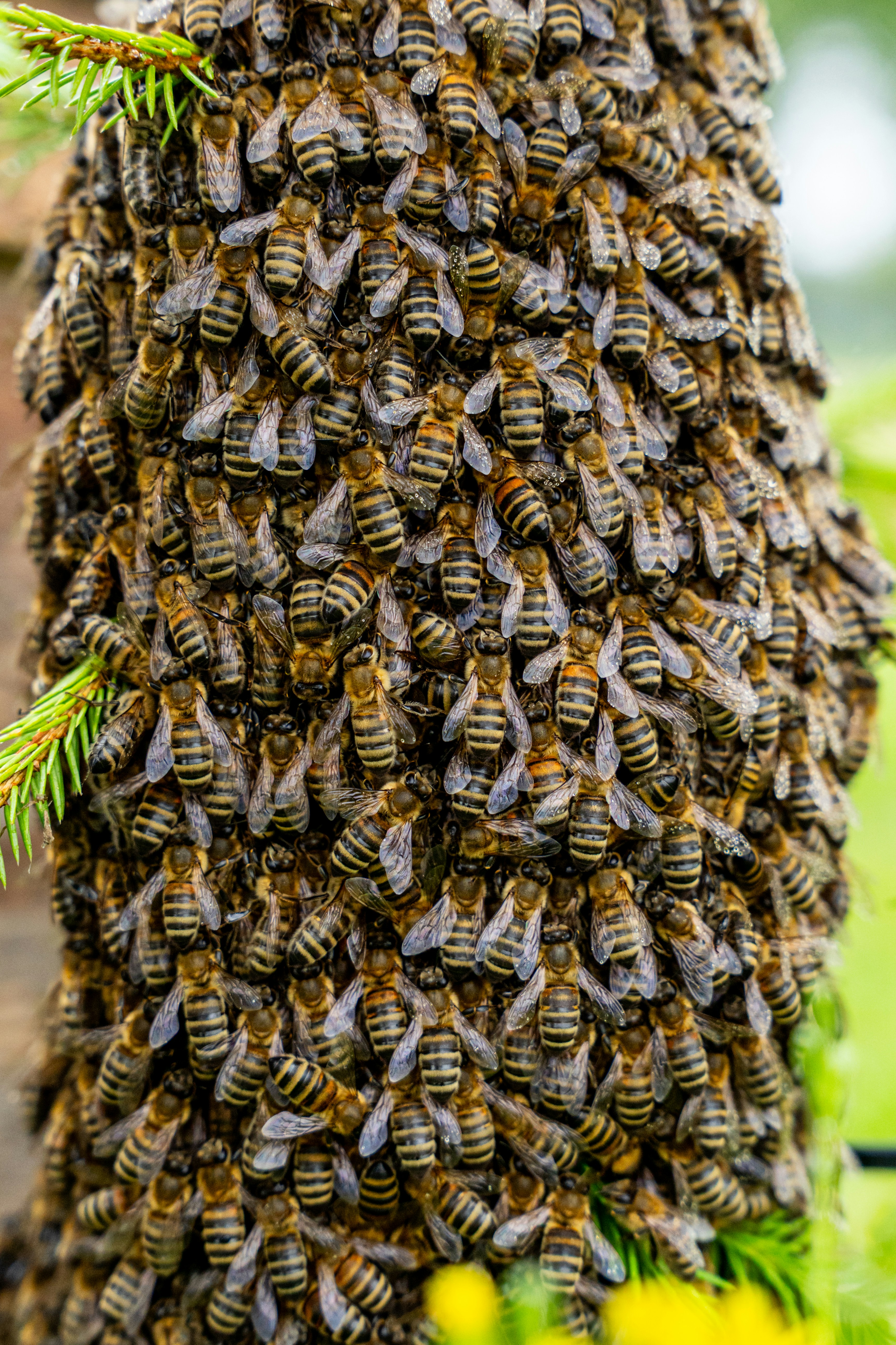 Swarming Honeybees on a Tree Trunk: A Dense Golden Corridor