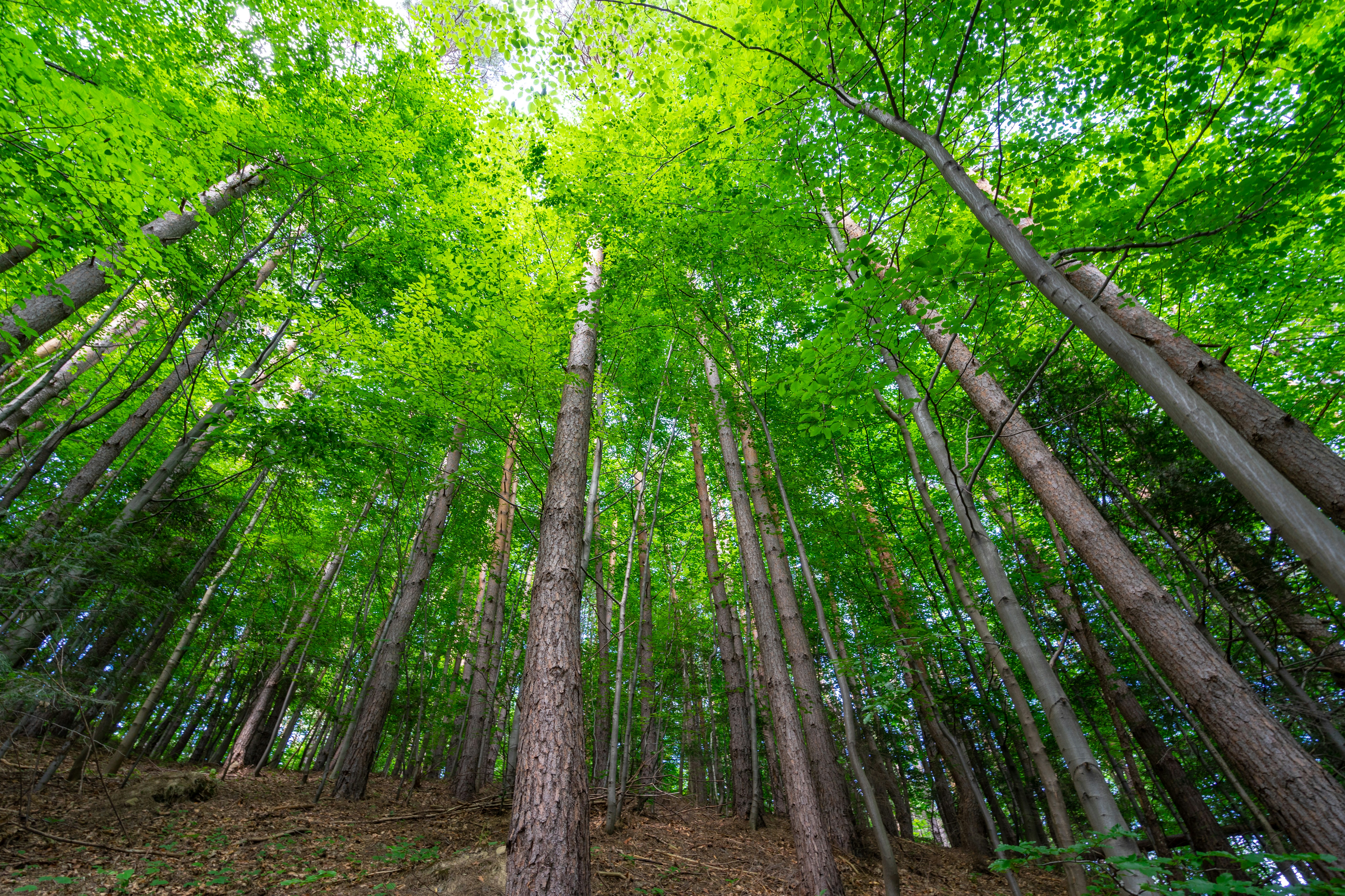 Skyward Green Cathedral: A Quiet Forest Canopy