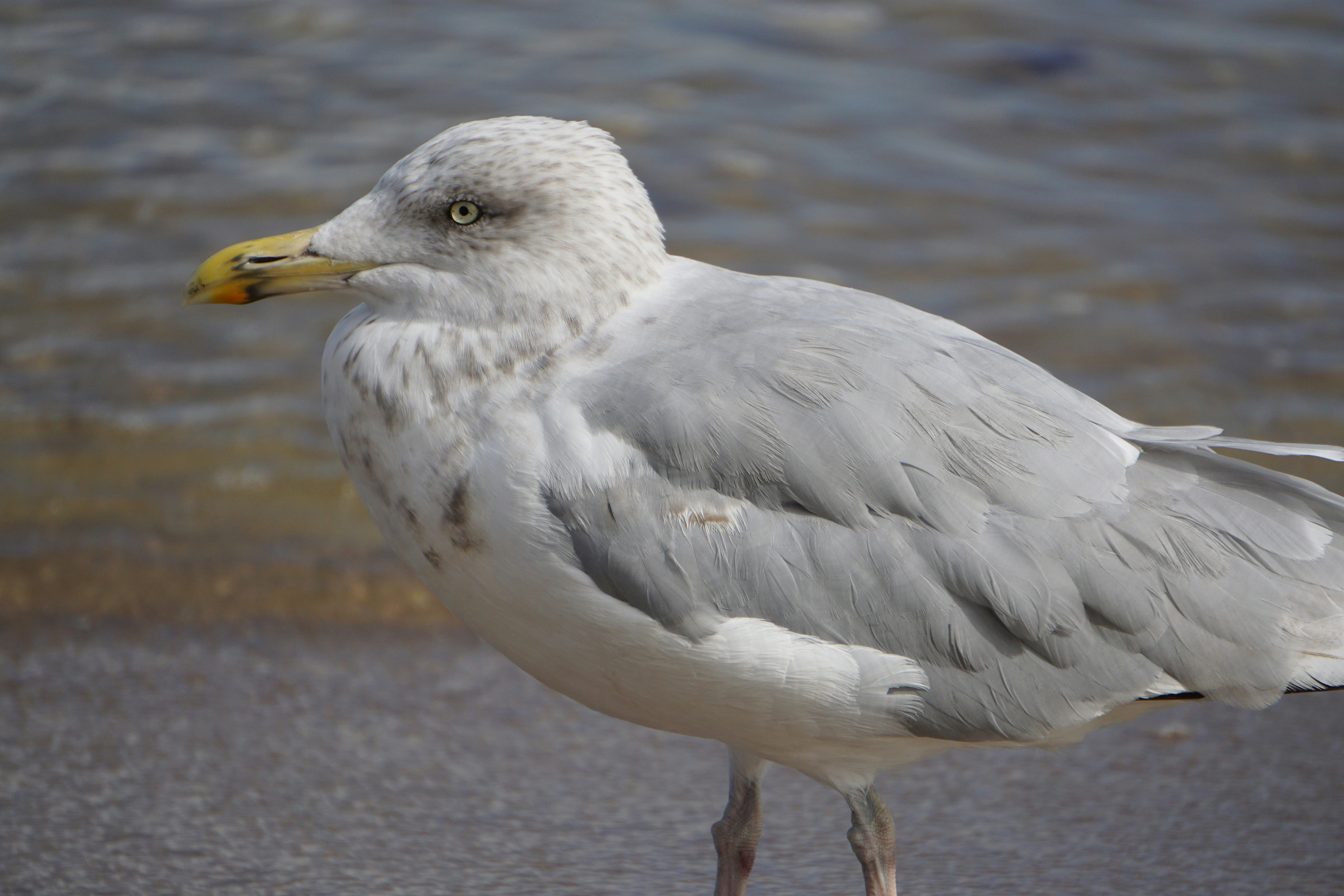 Quiet Gaze on the Shoreline