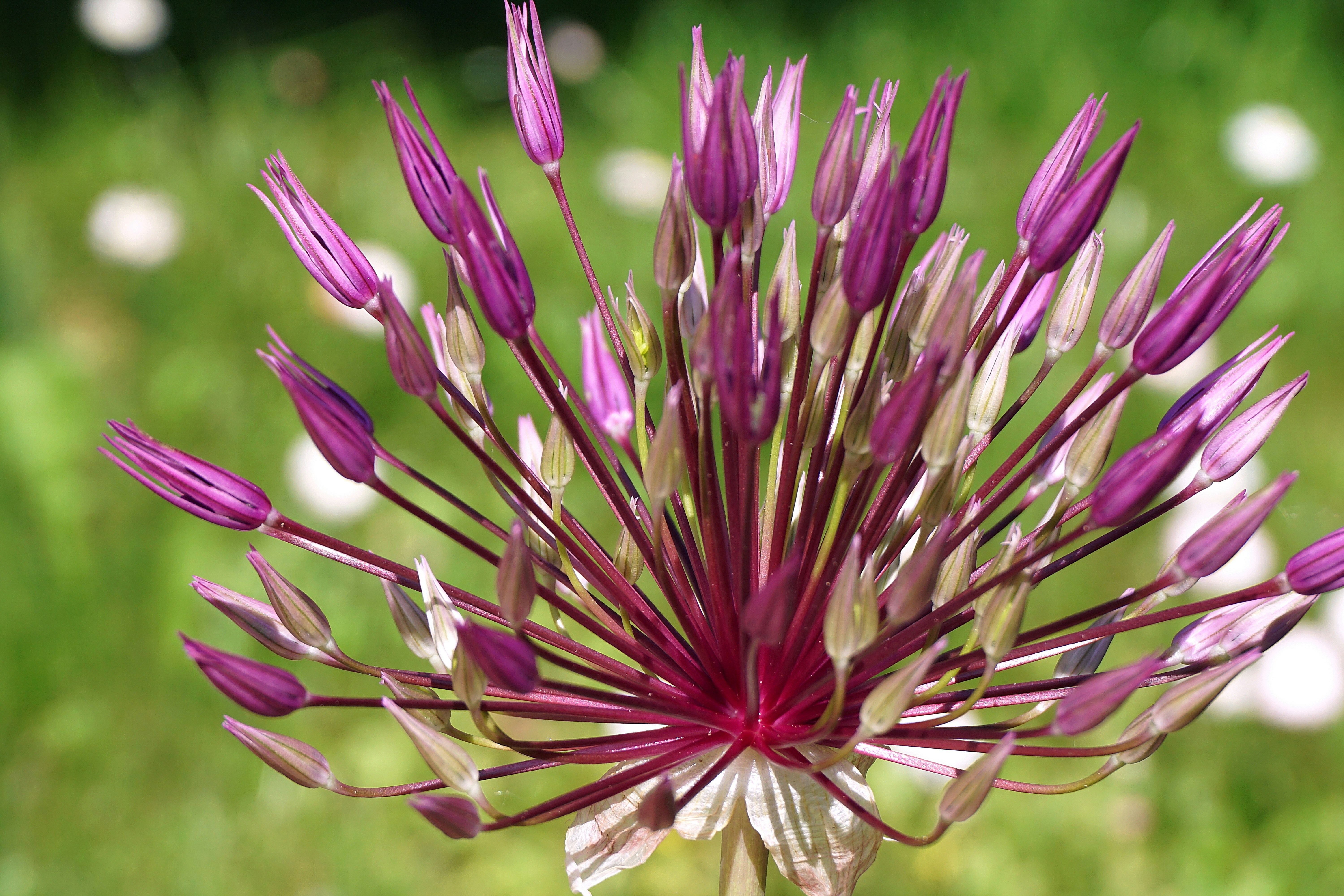 Radiant Umbilicus: A Magenta Flower Spreading Threads of Dawn