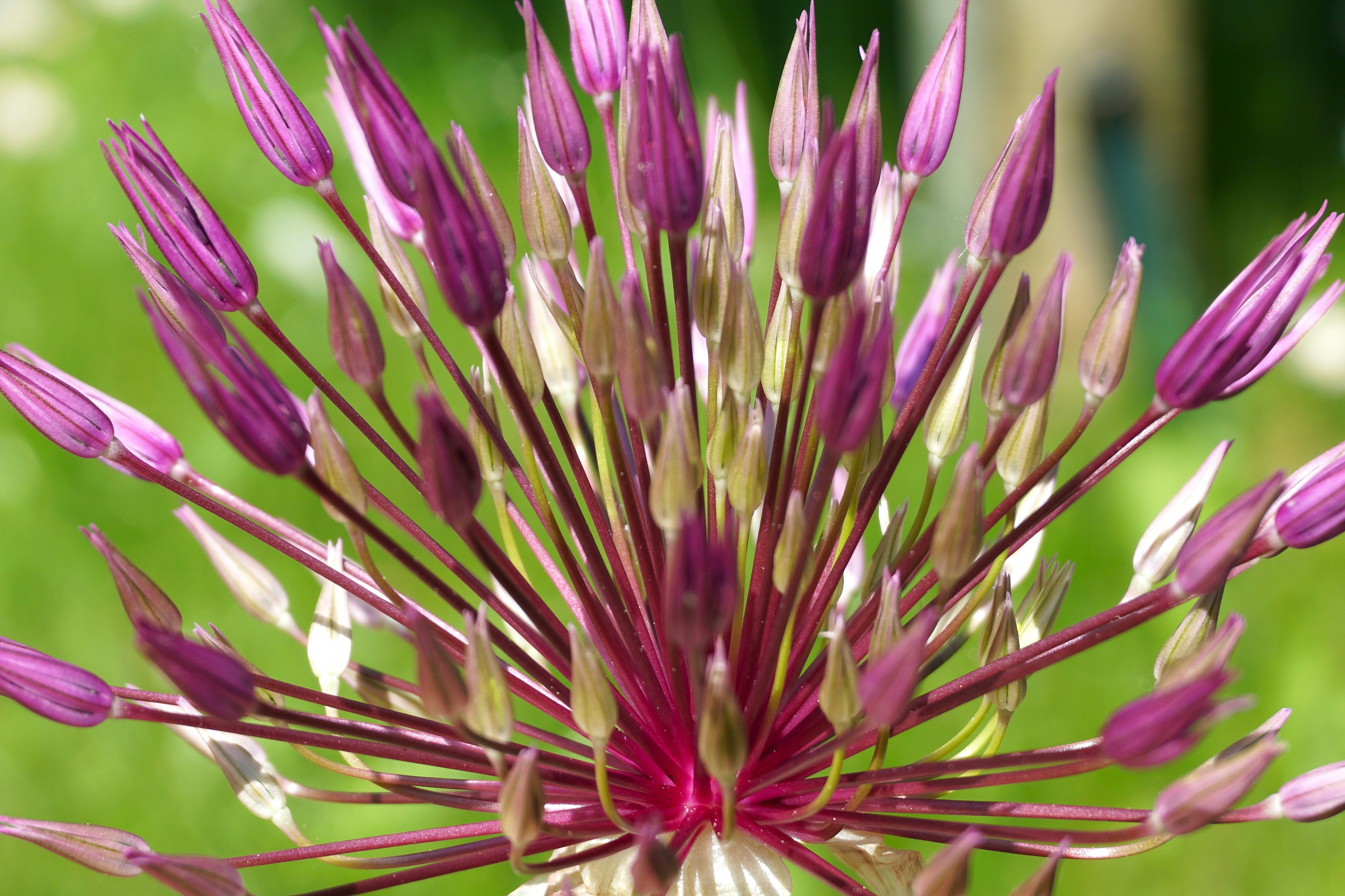 Purple Starburst: A Radially Spiked Flower in Sharp Focus