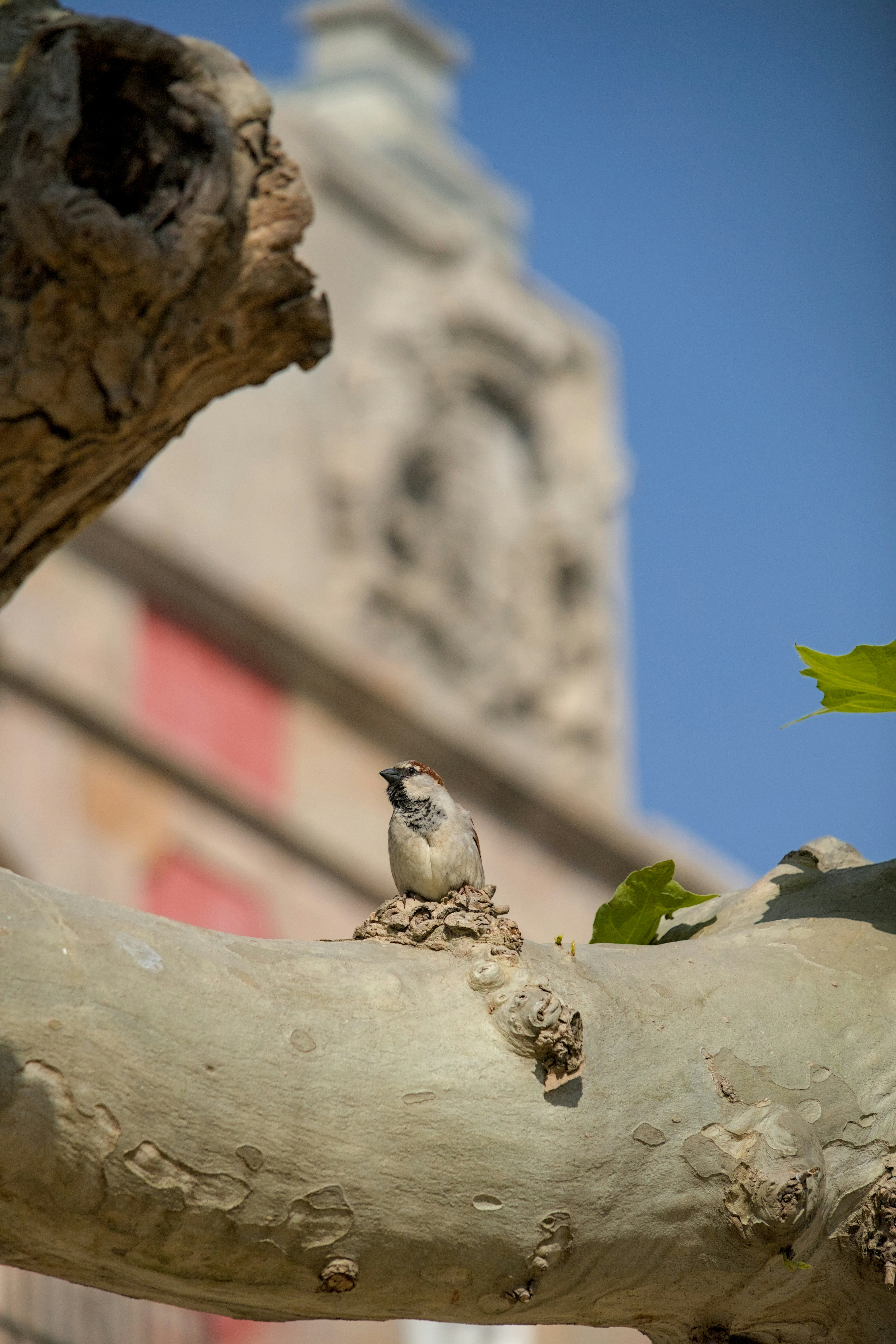 Tiny Sparrow on a Gnarled Branch with a Cathedral Backdrop