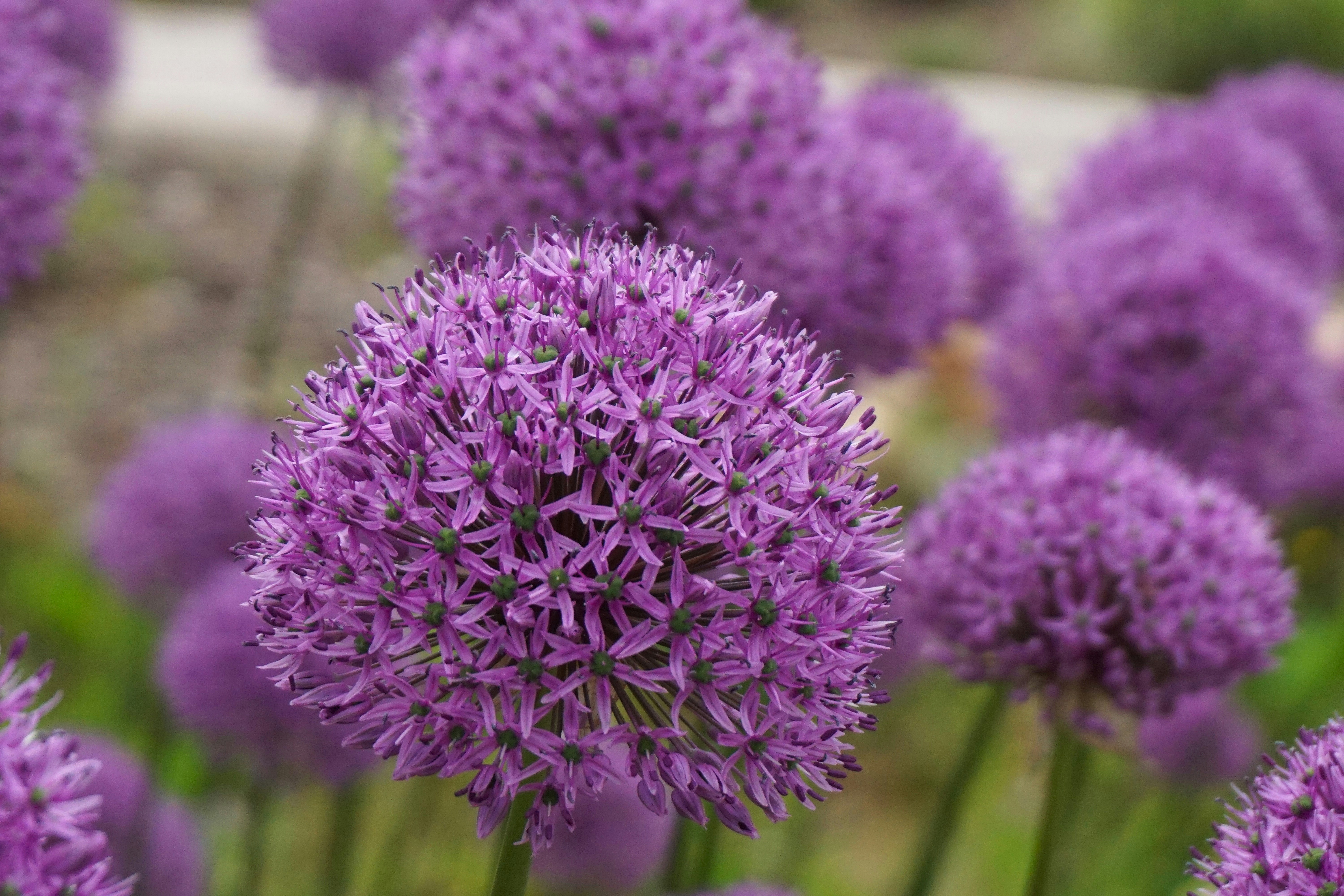 Purple Allium Bloom Close-Up: Orb of Violet Petals