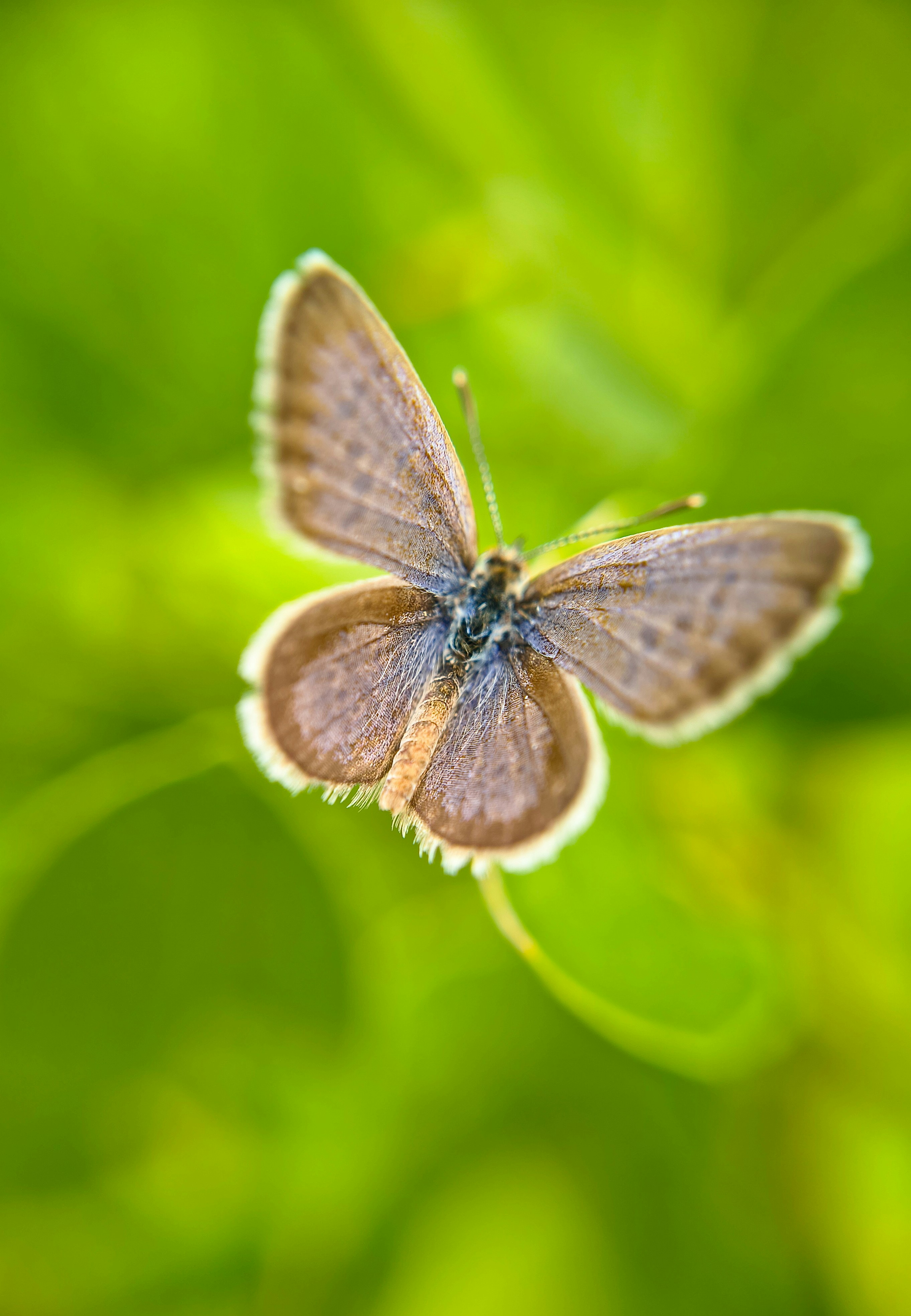 Delicate Wings in Morning Light