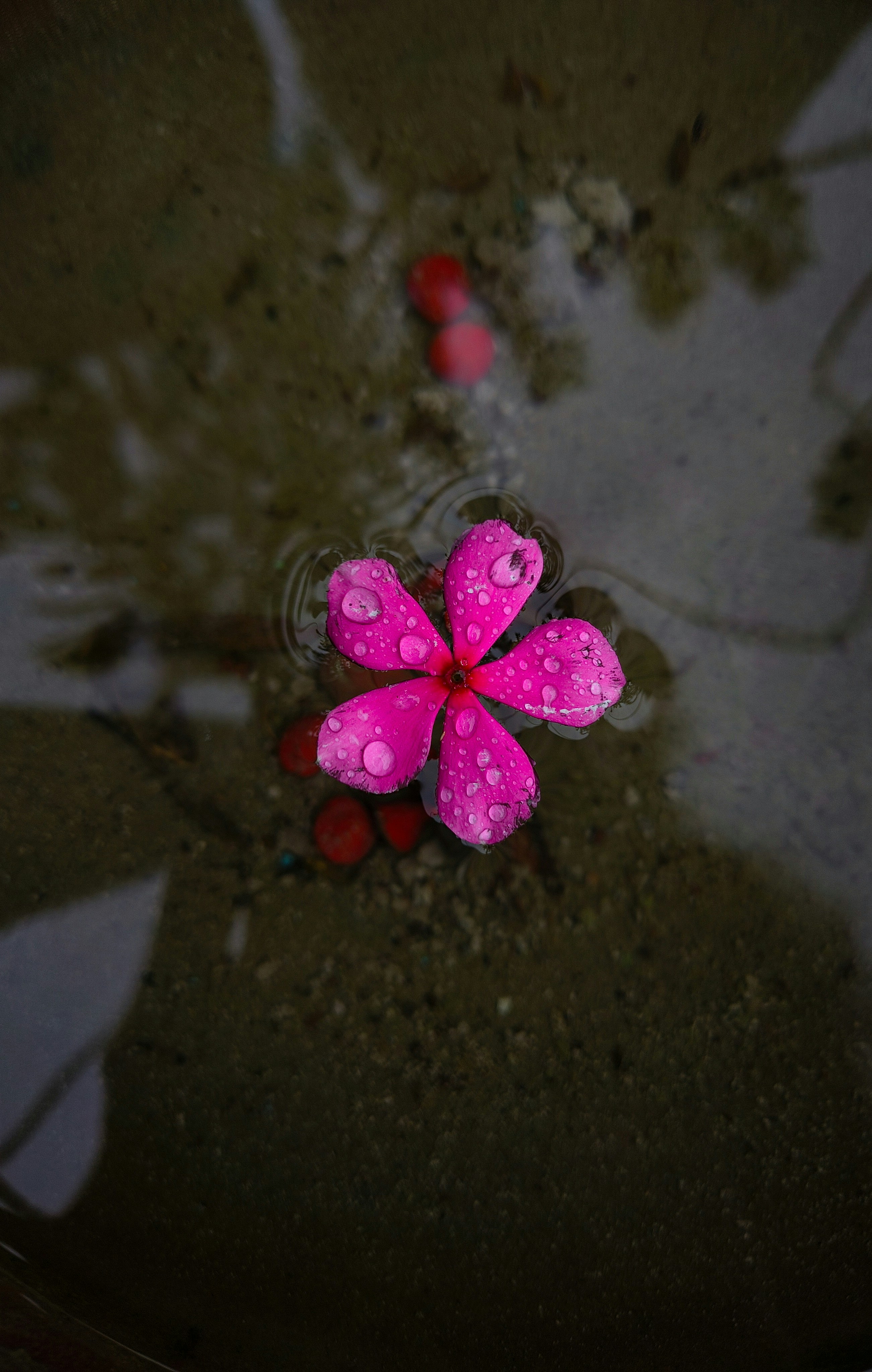 Pink Plumeria in Rain: A Focused Bloom in a Quiet Pool
