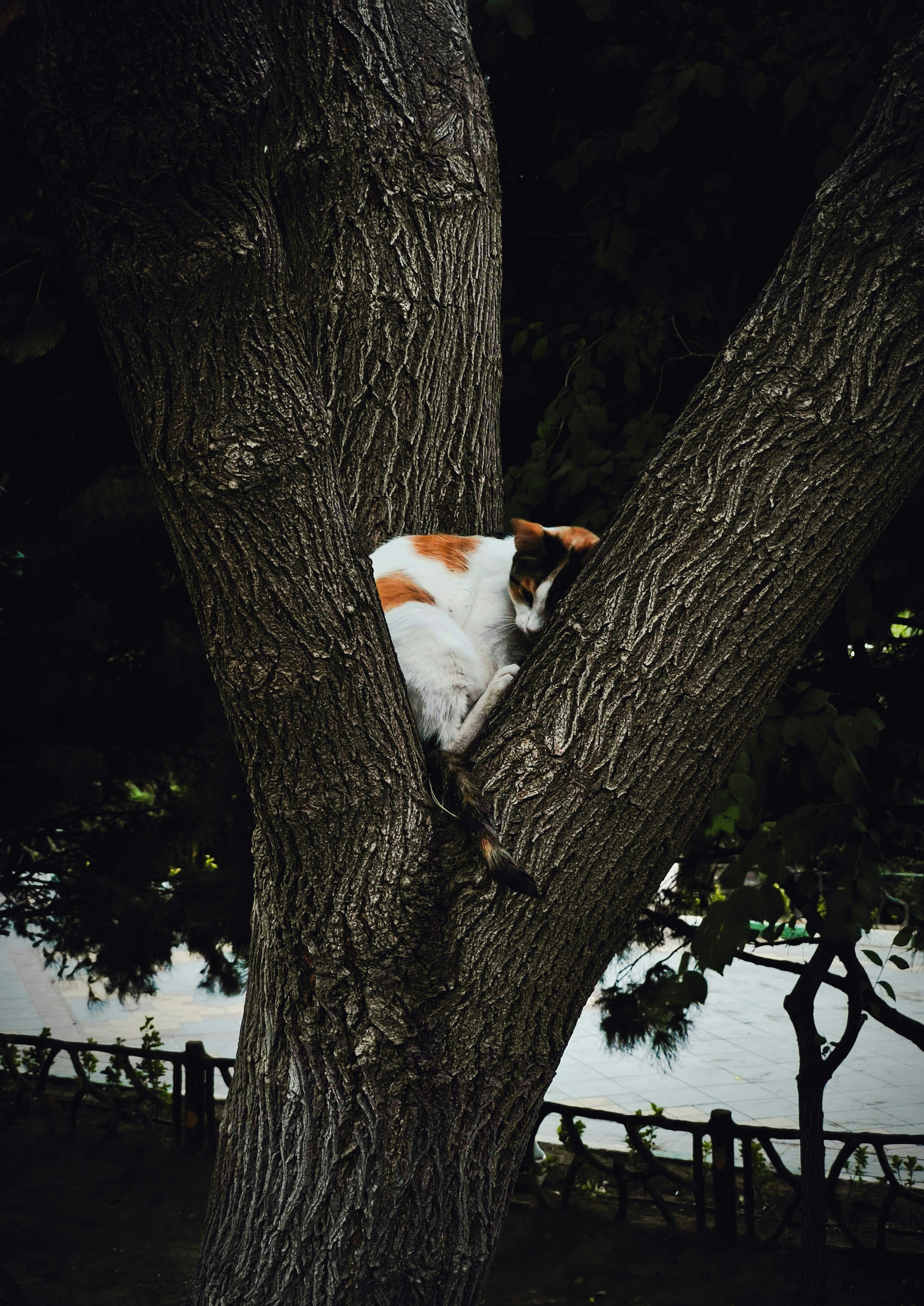 Calm cat resting within the fork of a tree, nestled among the bark and dappled shade by a park railing and distant water.