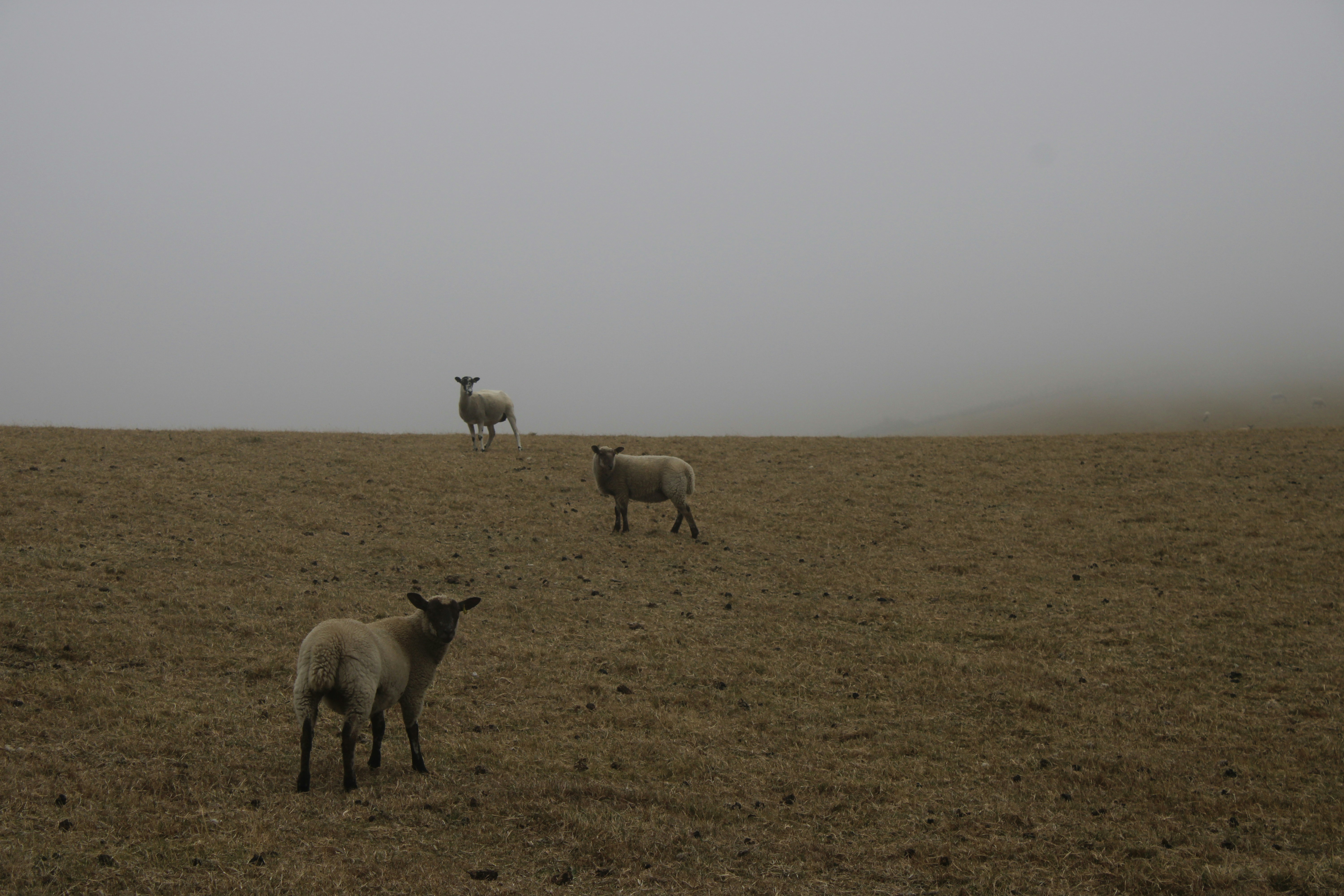 Three Sheep in Müsy Fog: Quiet Uphill Moorland