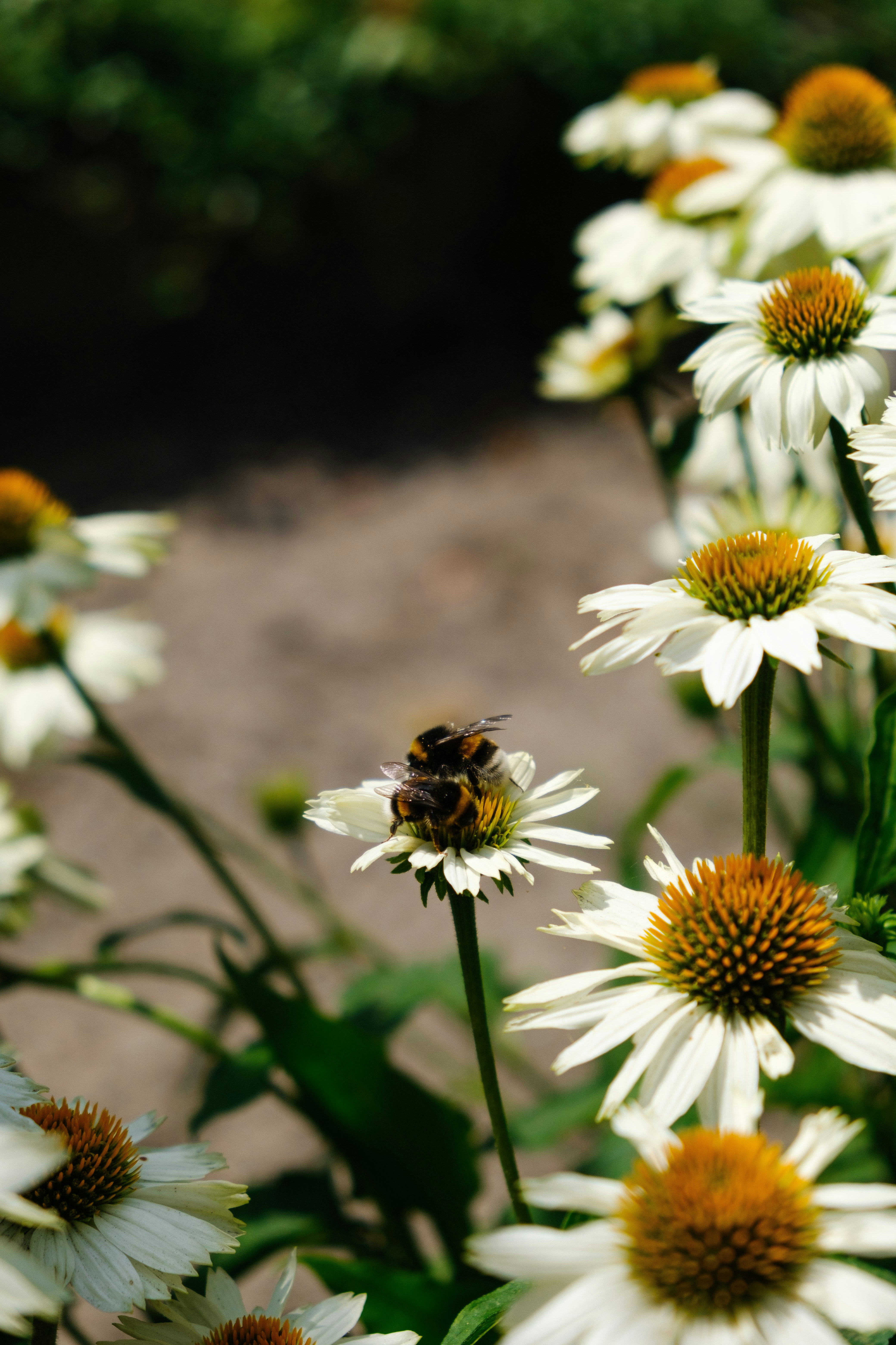 Bee on Center Stage: A Quiet Moment Among White Coneflowers
