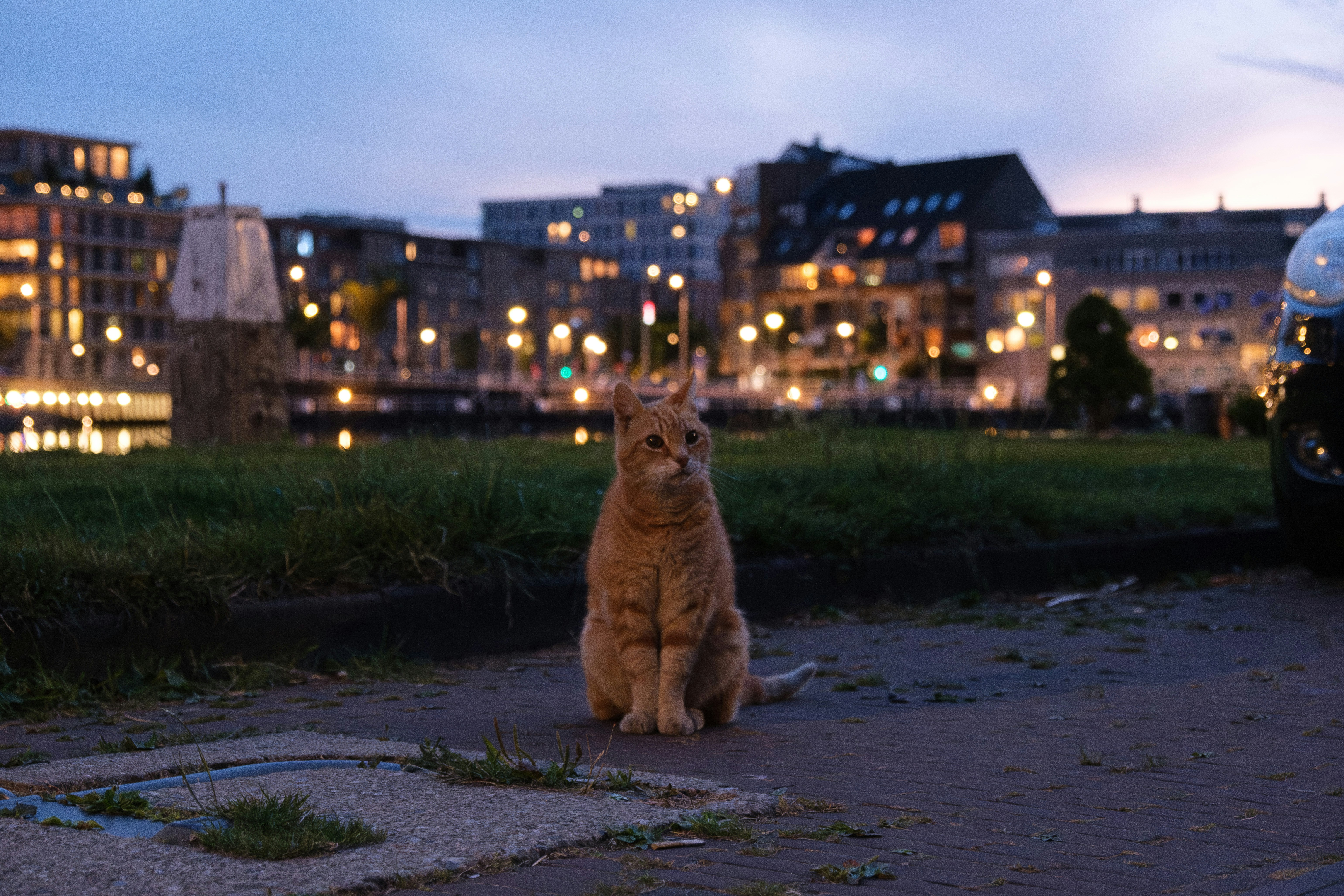 City at Dusk: A Sleepy Orange Cat Guards the Riverside Walk