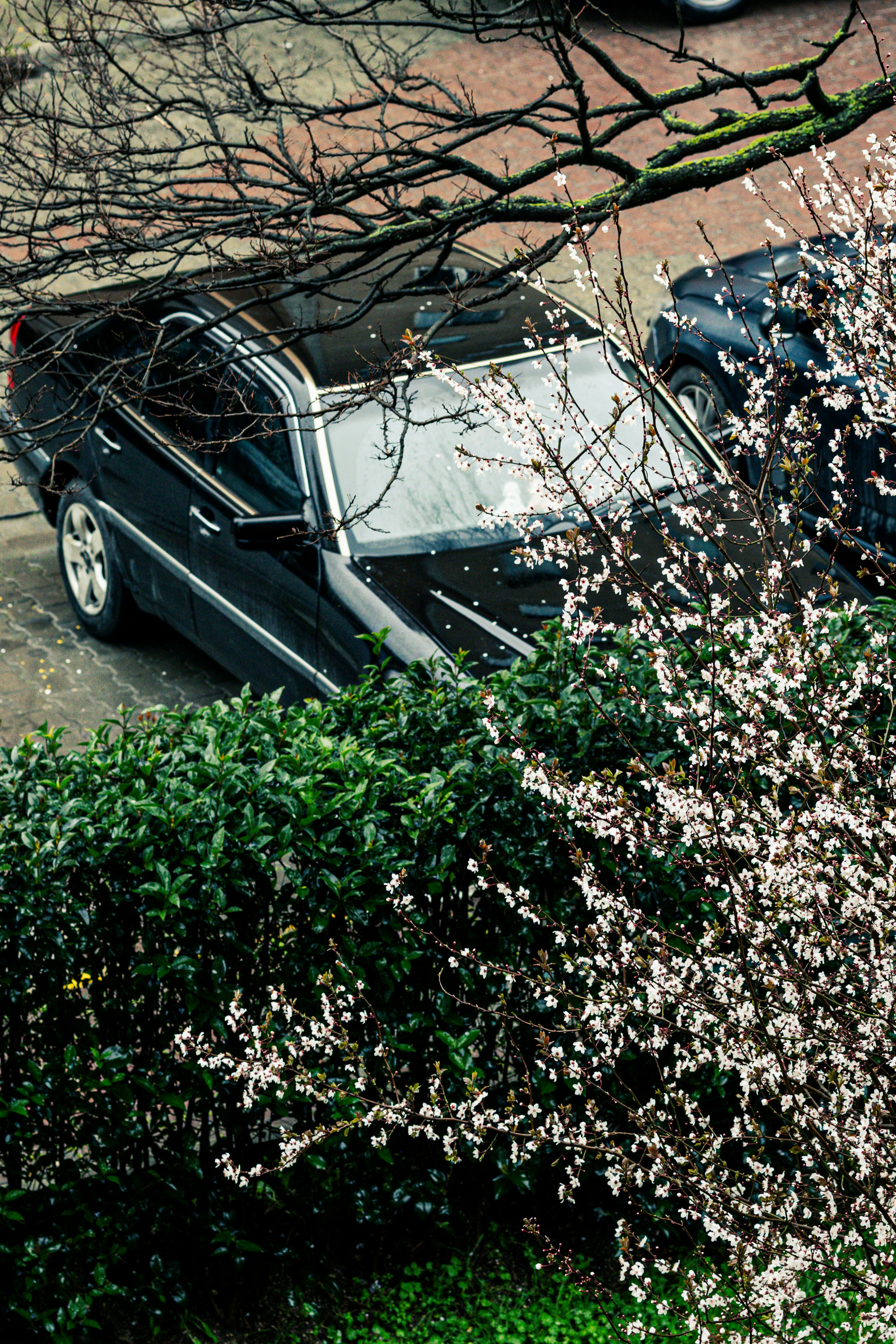 Overcast Drive: A Black Sedan Peeks Through Blossoms
