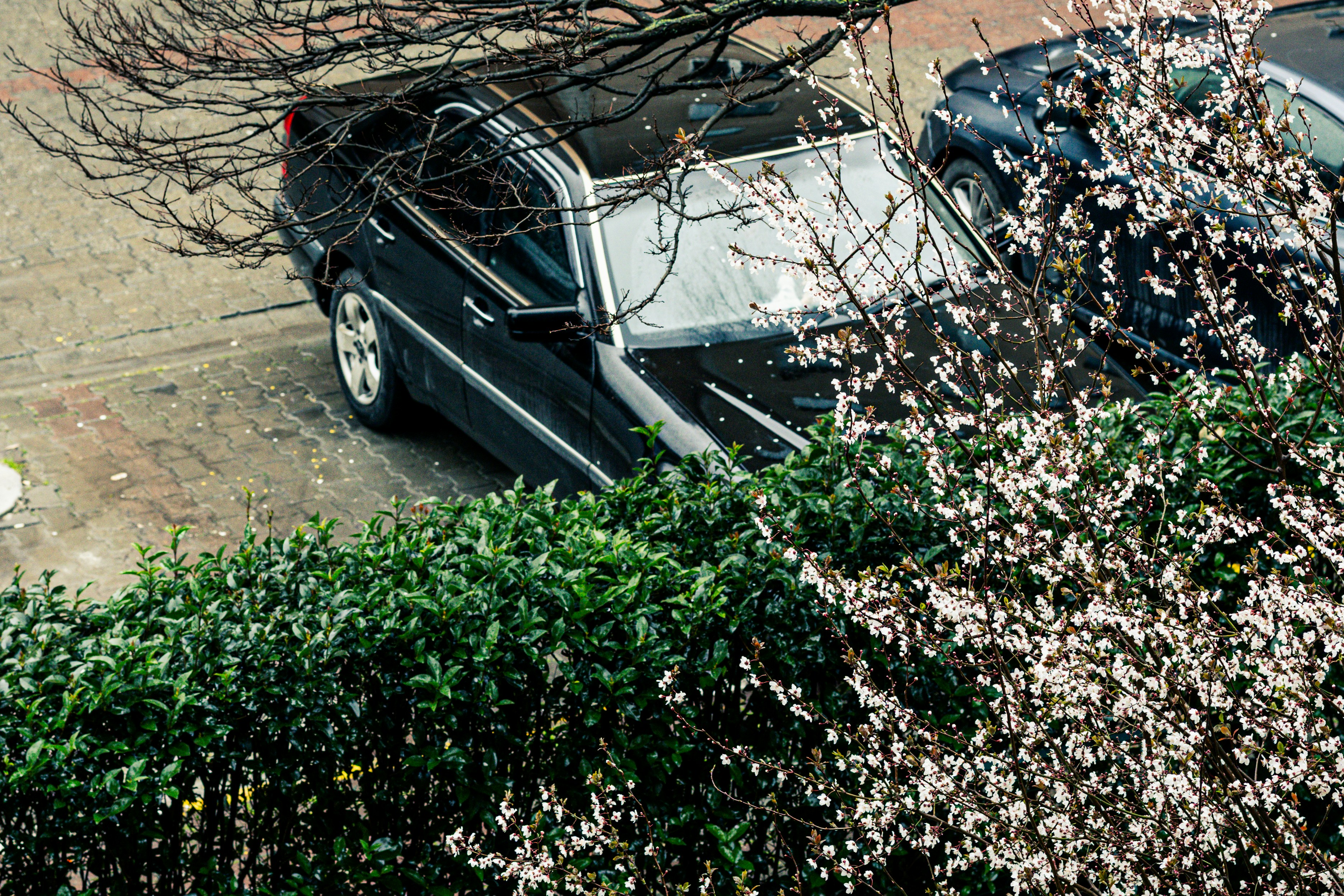 Open Door Mystery: A Dark SUV Half Hidden by Blossoms