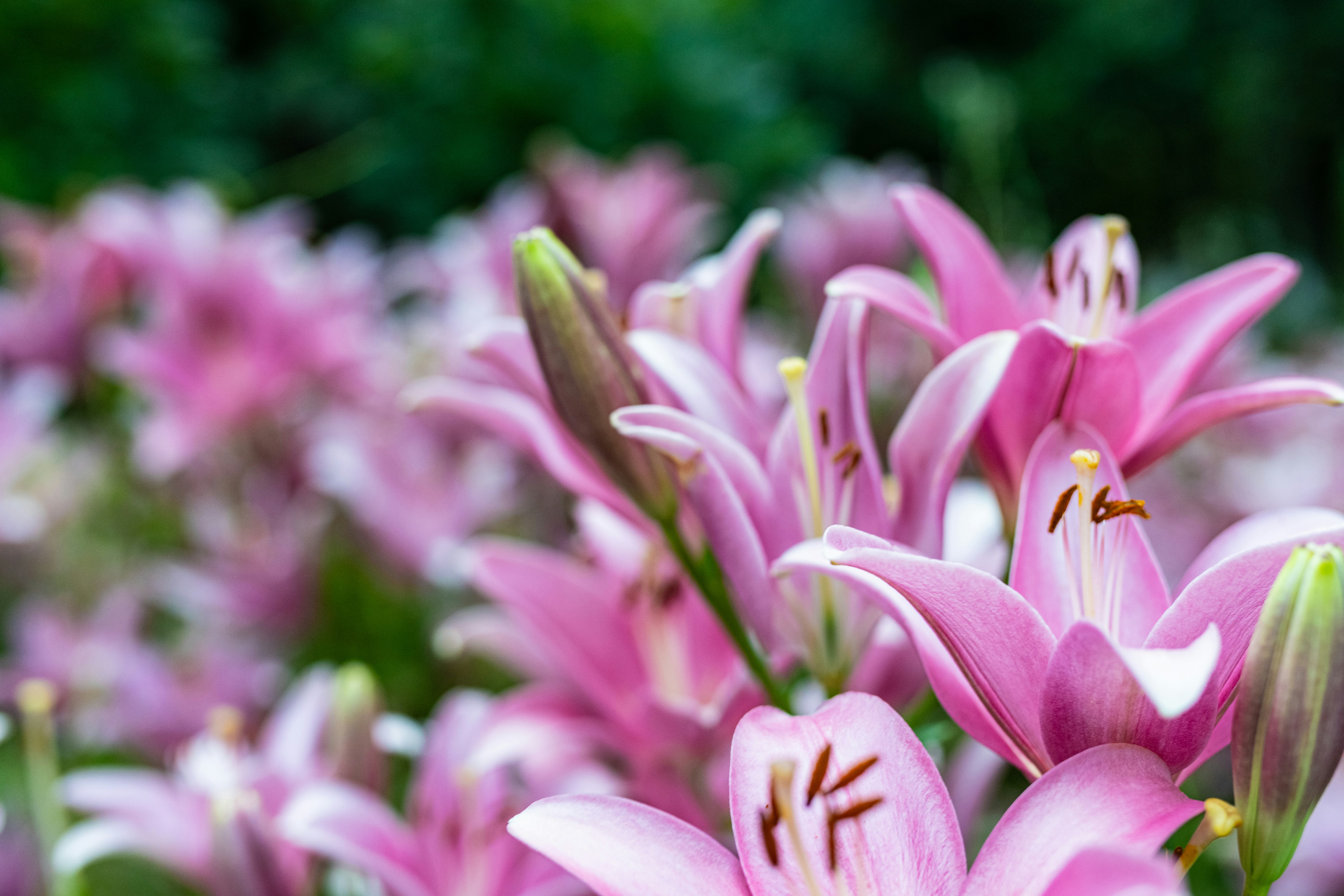 Pink Lily Chorus in a Spring Garden