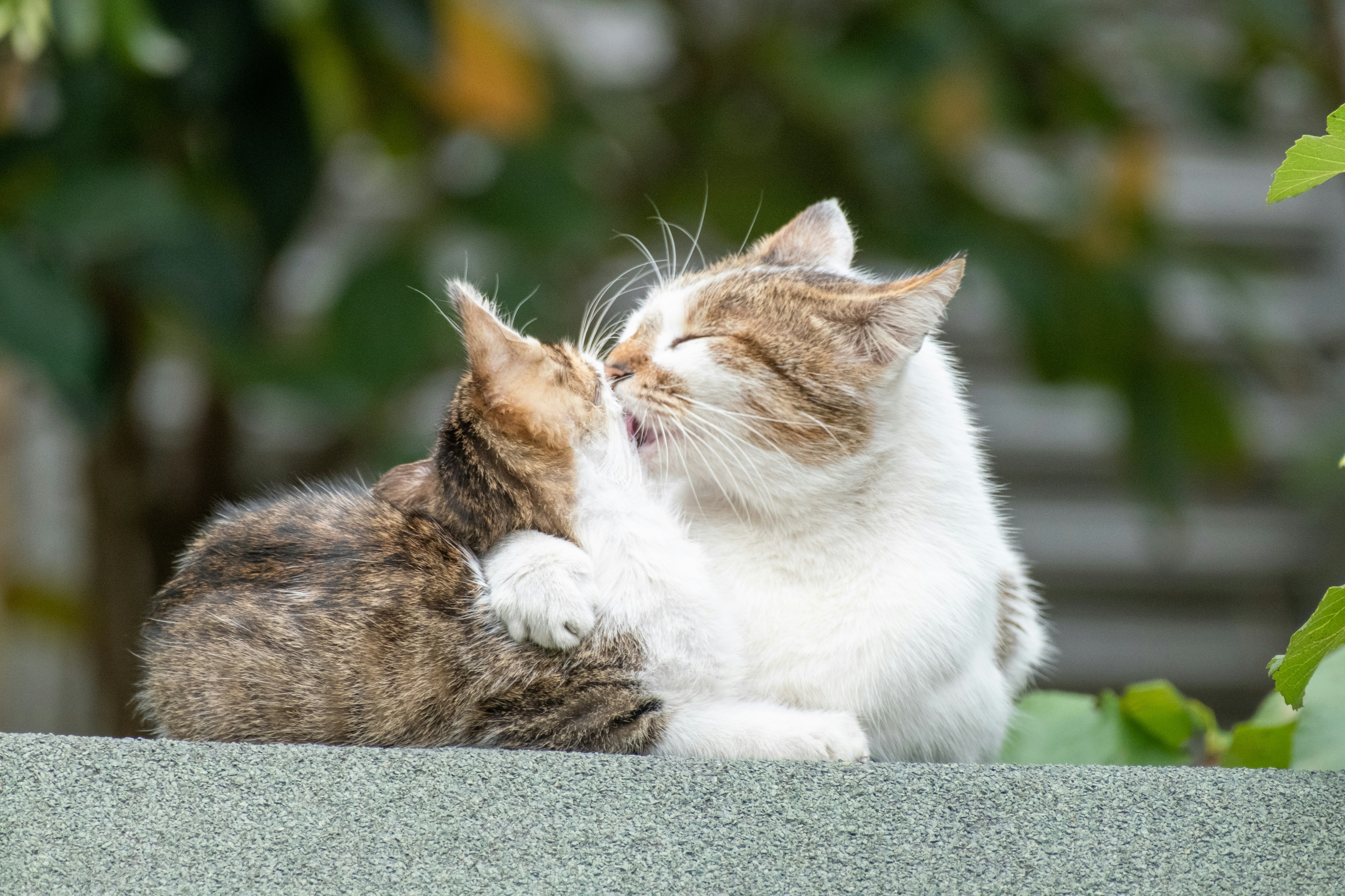 Whiskers in Bloom: A Tender Moment of Kisses on a Concrete Ledge