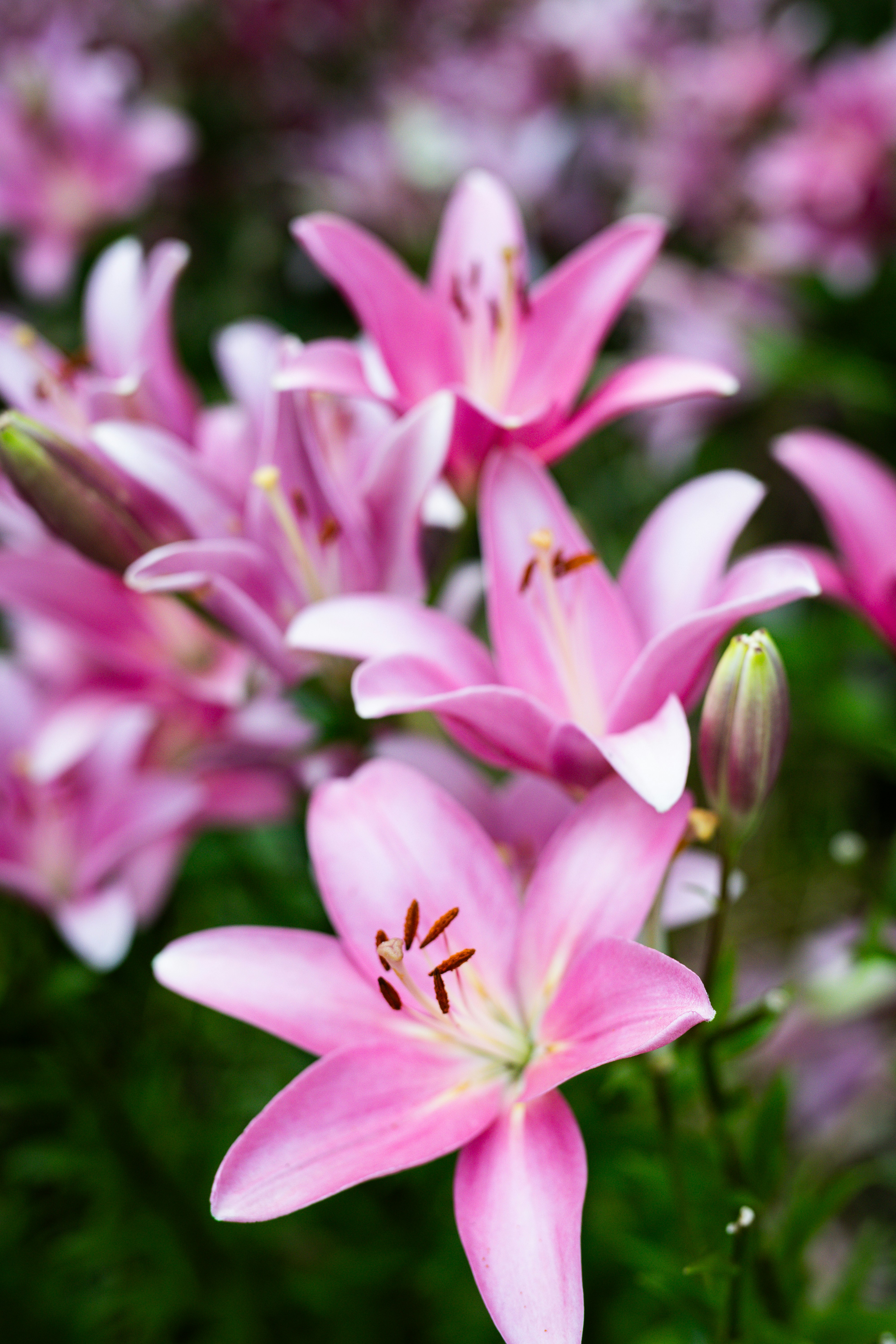 Pink Lily Chorus: A Close-Up of Petals and Stamen in Soft Focus