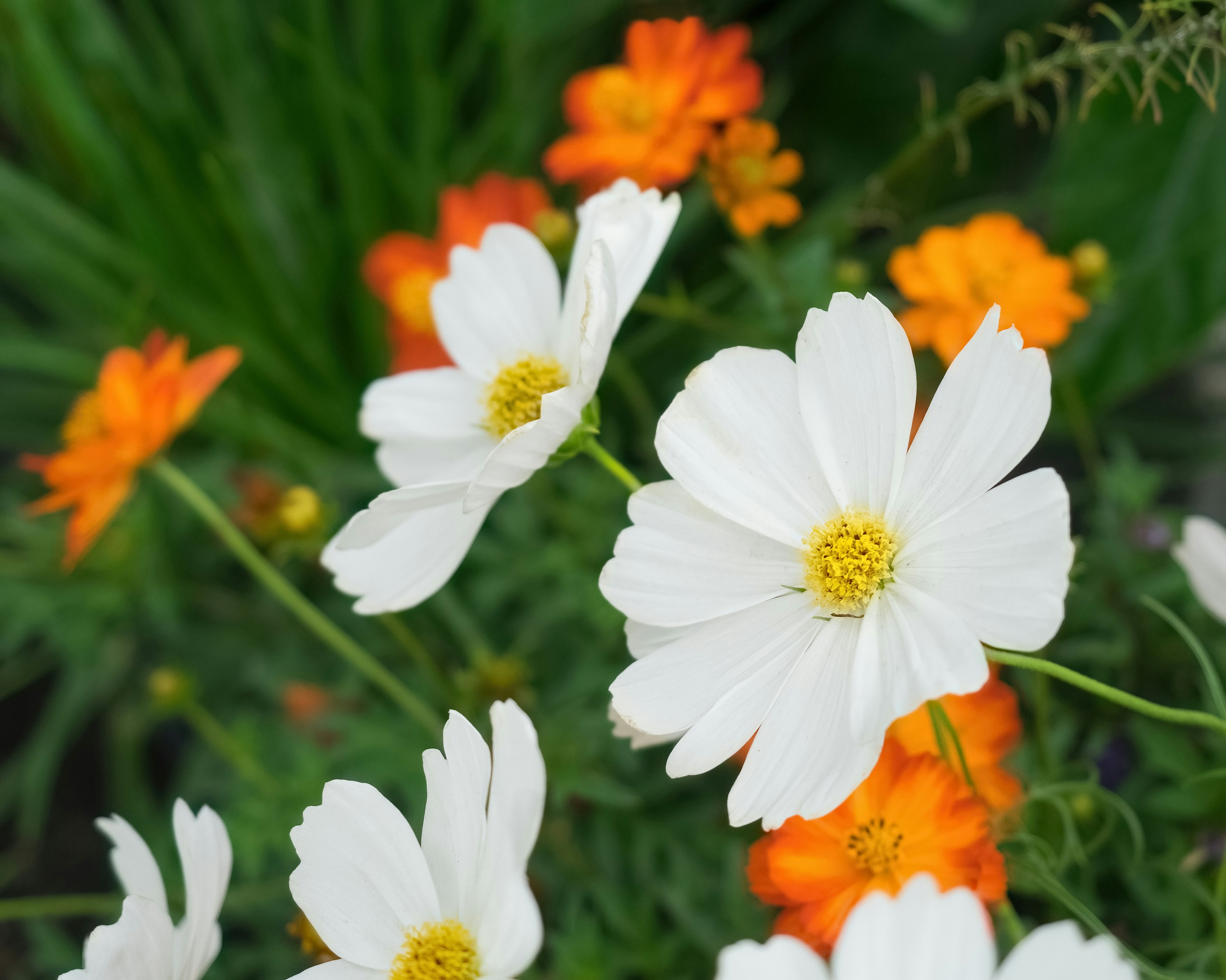 White daisies reclaim the sunny patch amid orange blooms