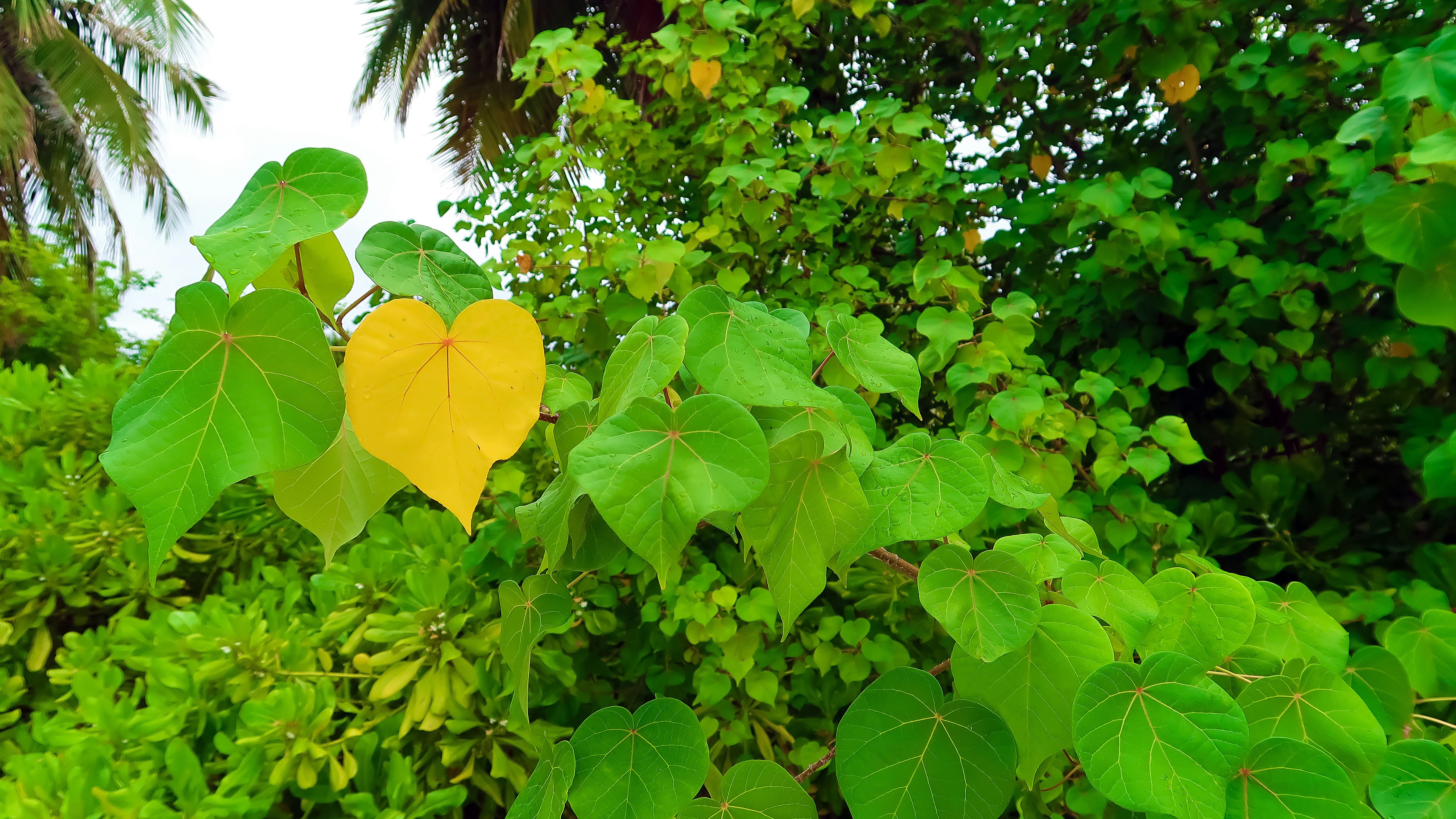 A single yellow heart-shaped leaf among green foliage.