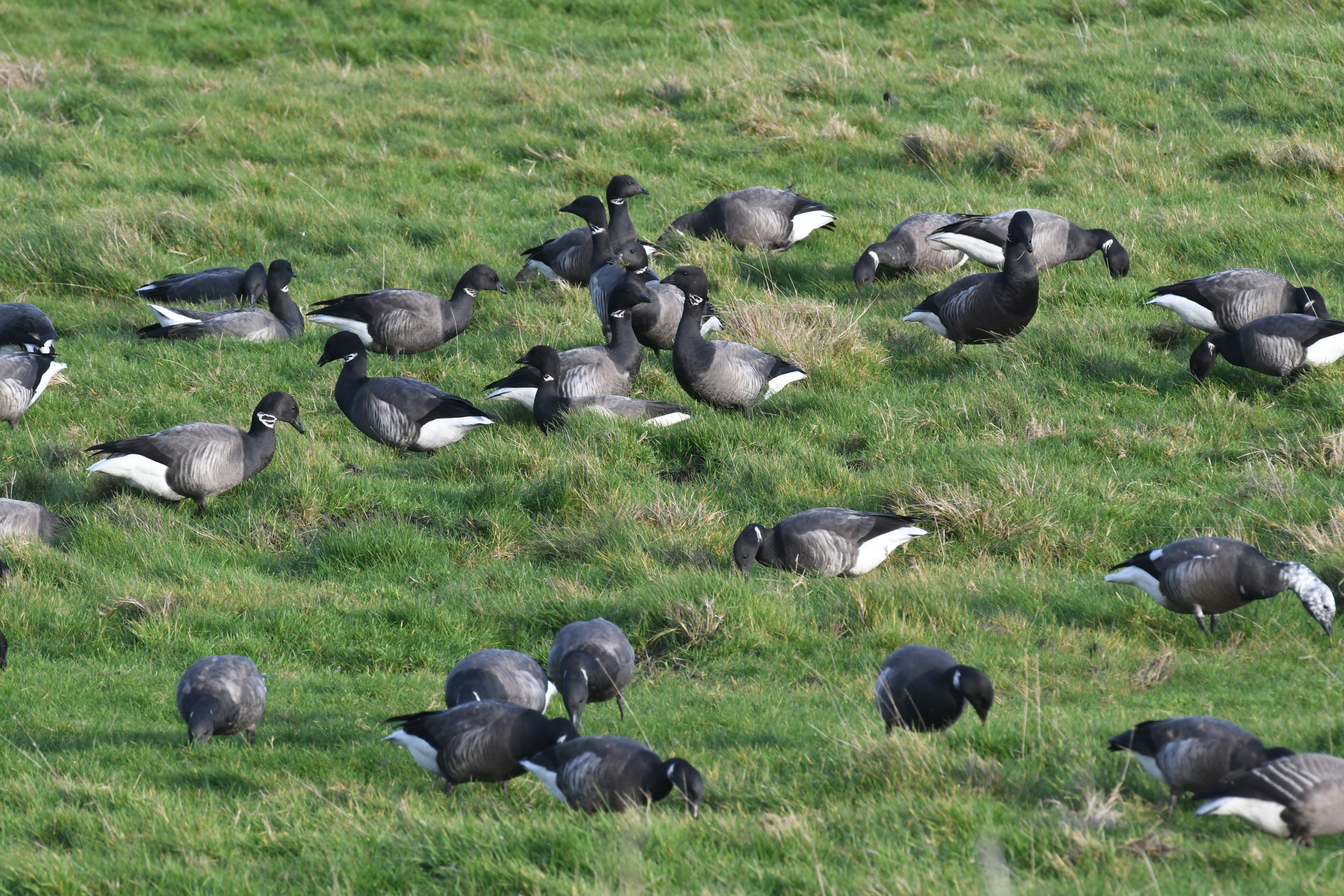 Grazing Crows: A Quiet Field of Black-and-White Postures