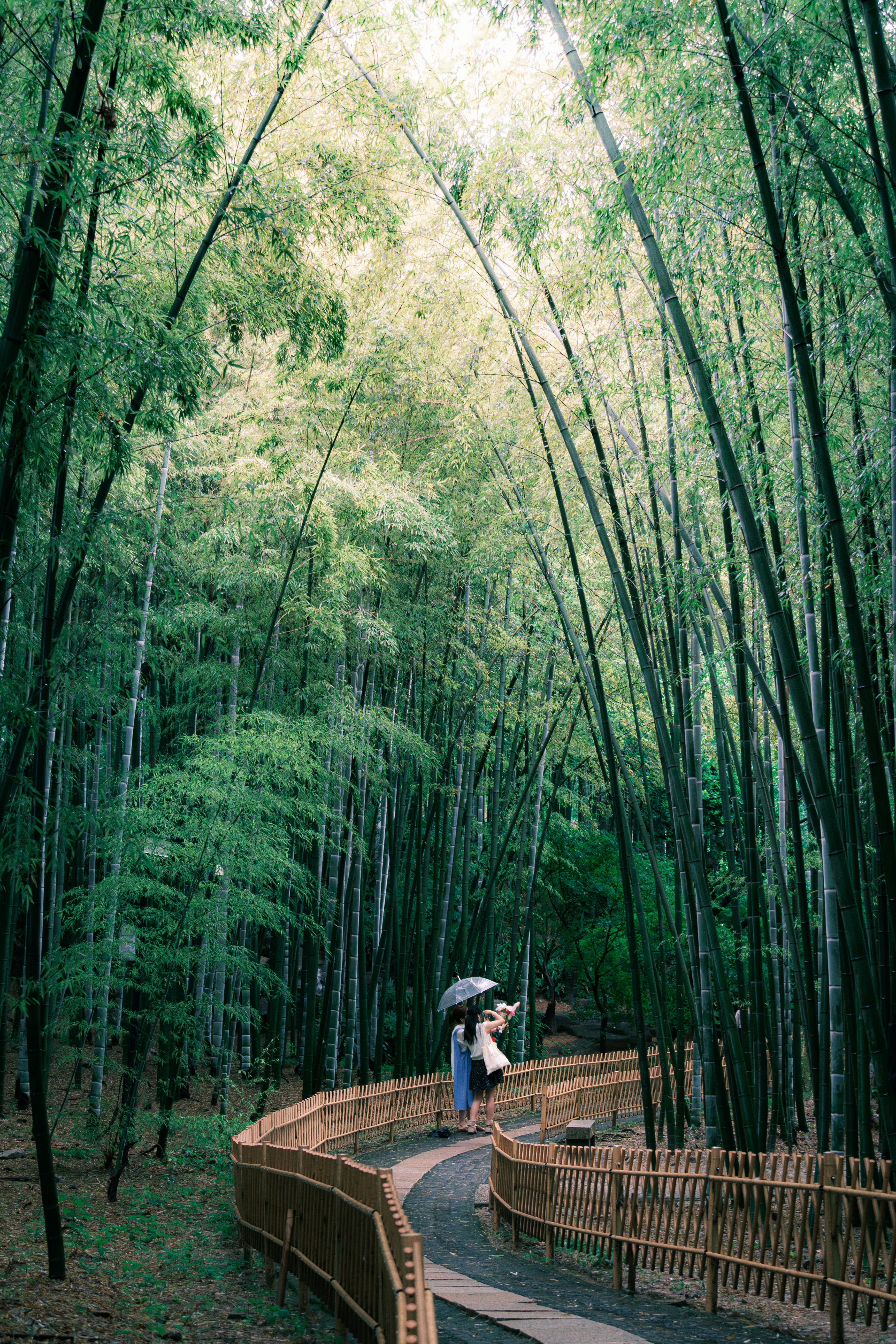 A winding wooden path meanders through a dense bamboo grove as a couple stands beneath an umbrella, creating a intimate moment amid tall green stalks.