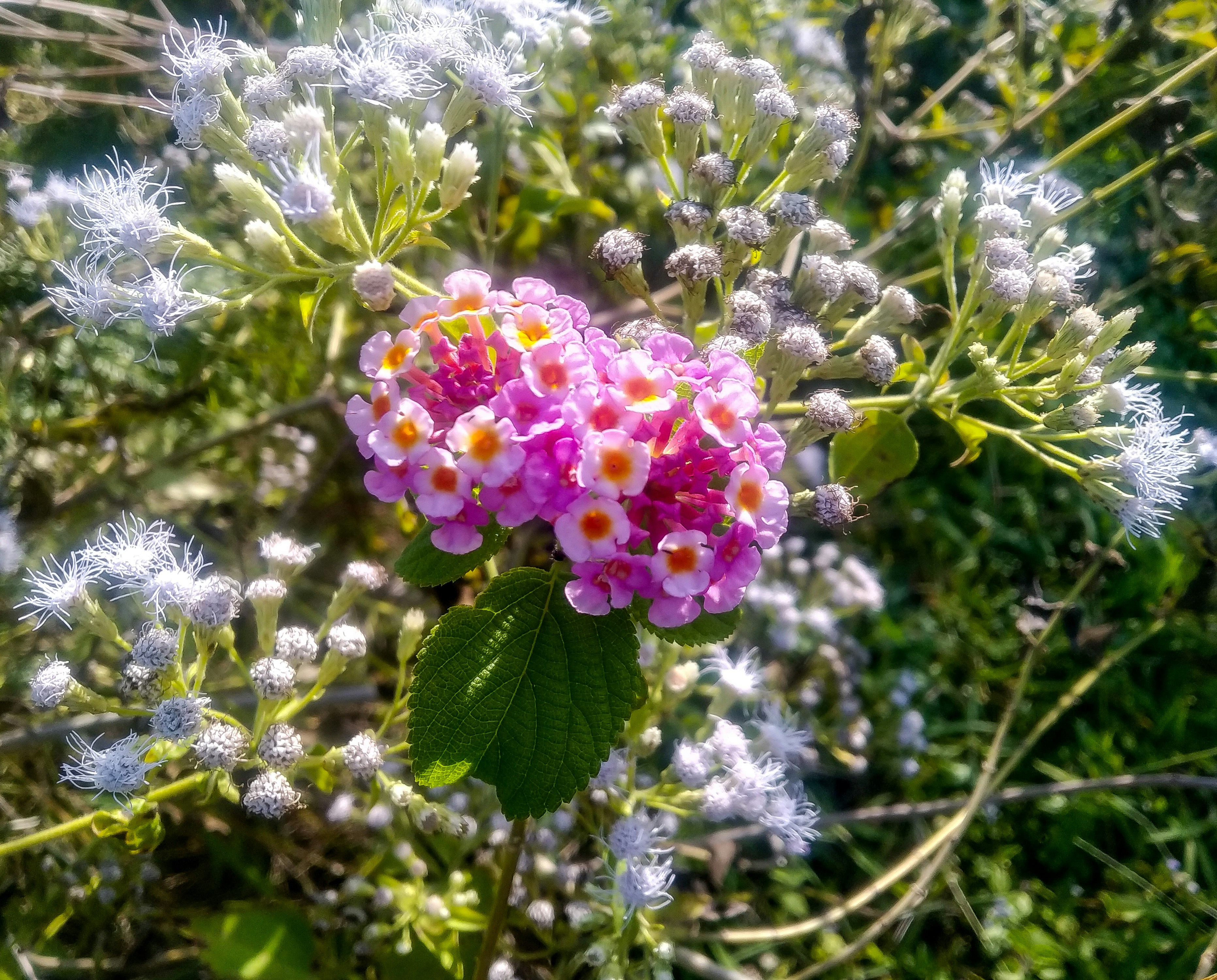 Cluster of pink lantana blossoms framed by frosted white blooms
