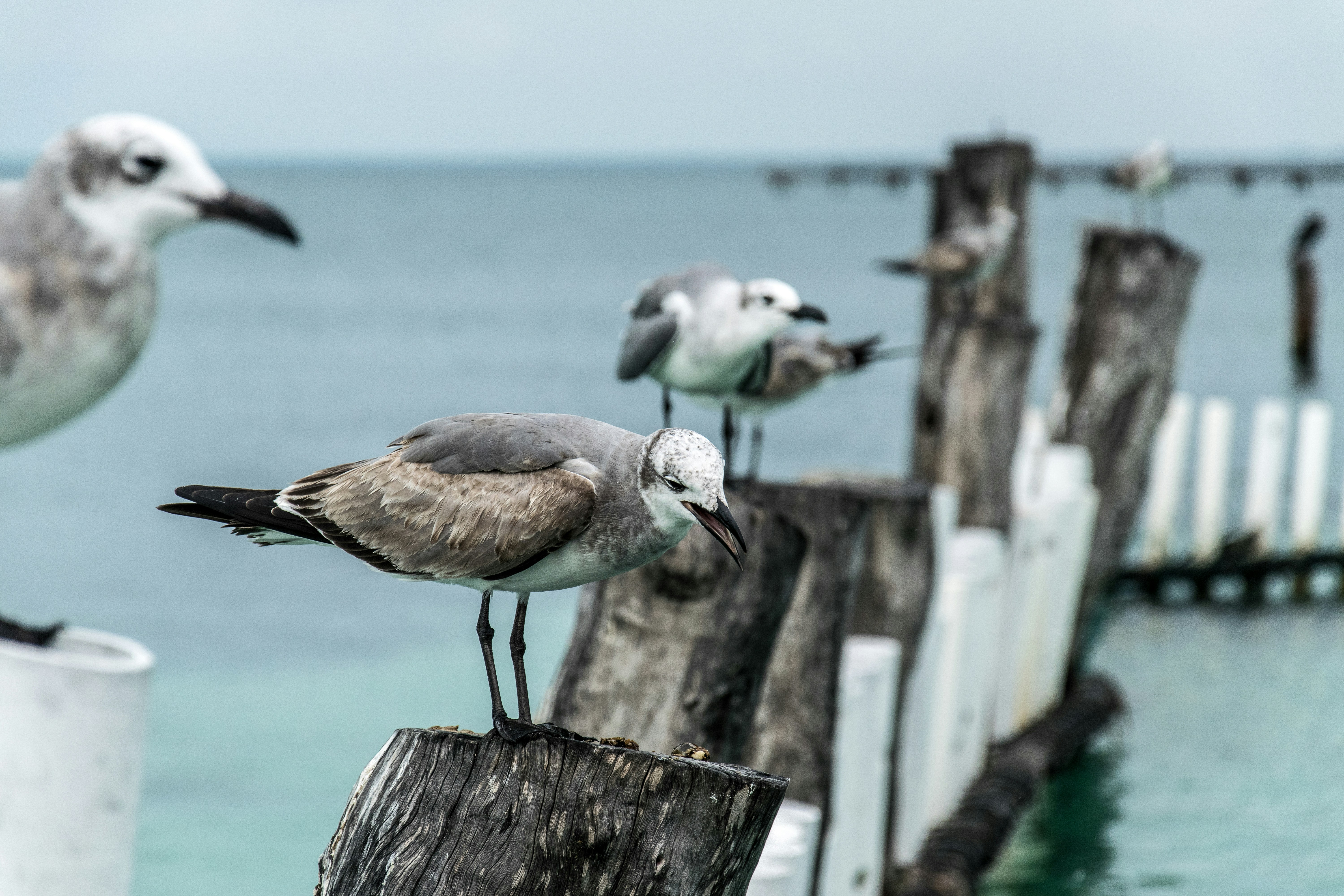 Tide-Worn Watchers: Seagulls Perch Along Weathered Piers