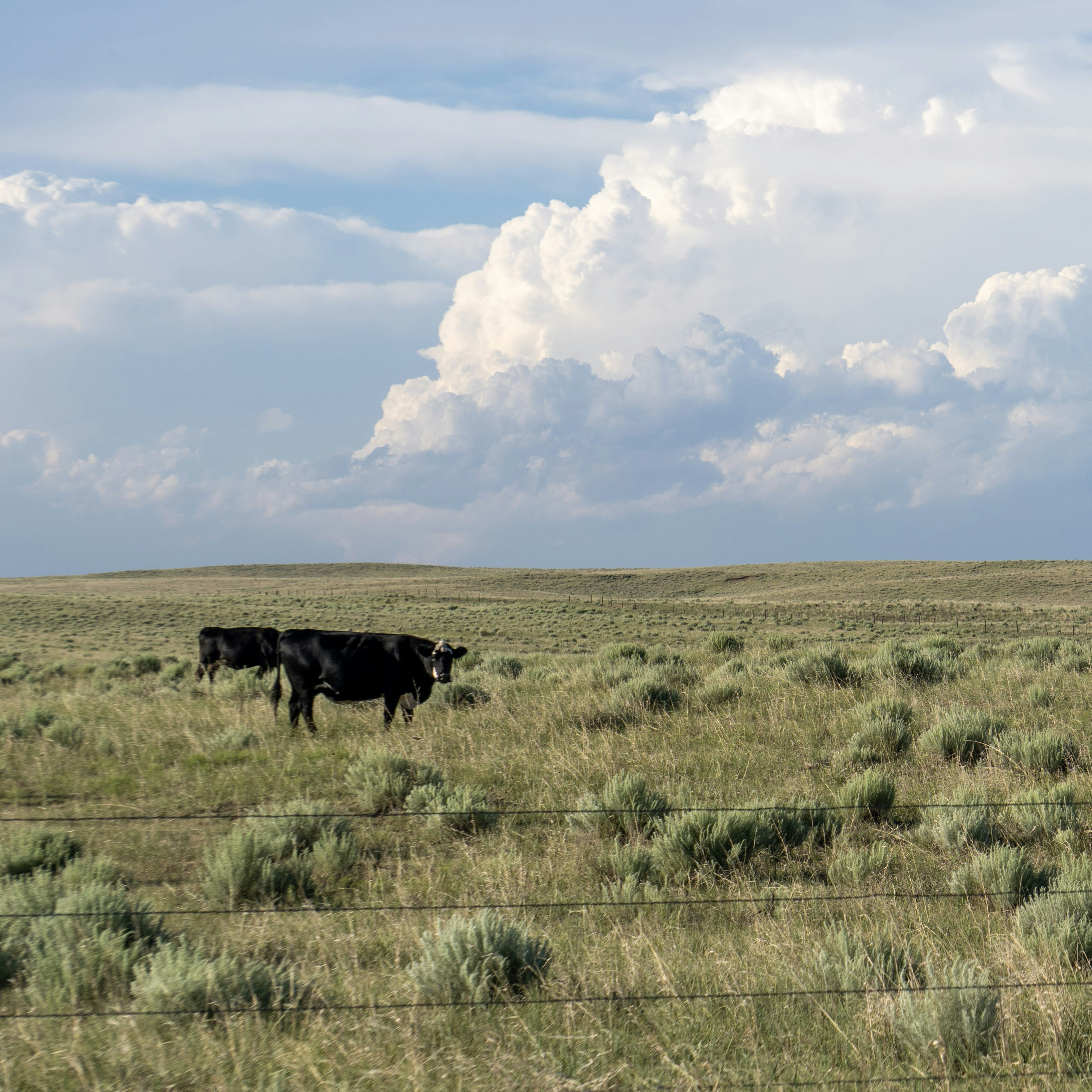 Cattle on the Prairie Under Wide Skies