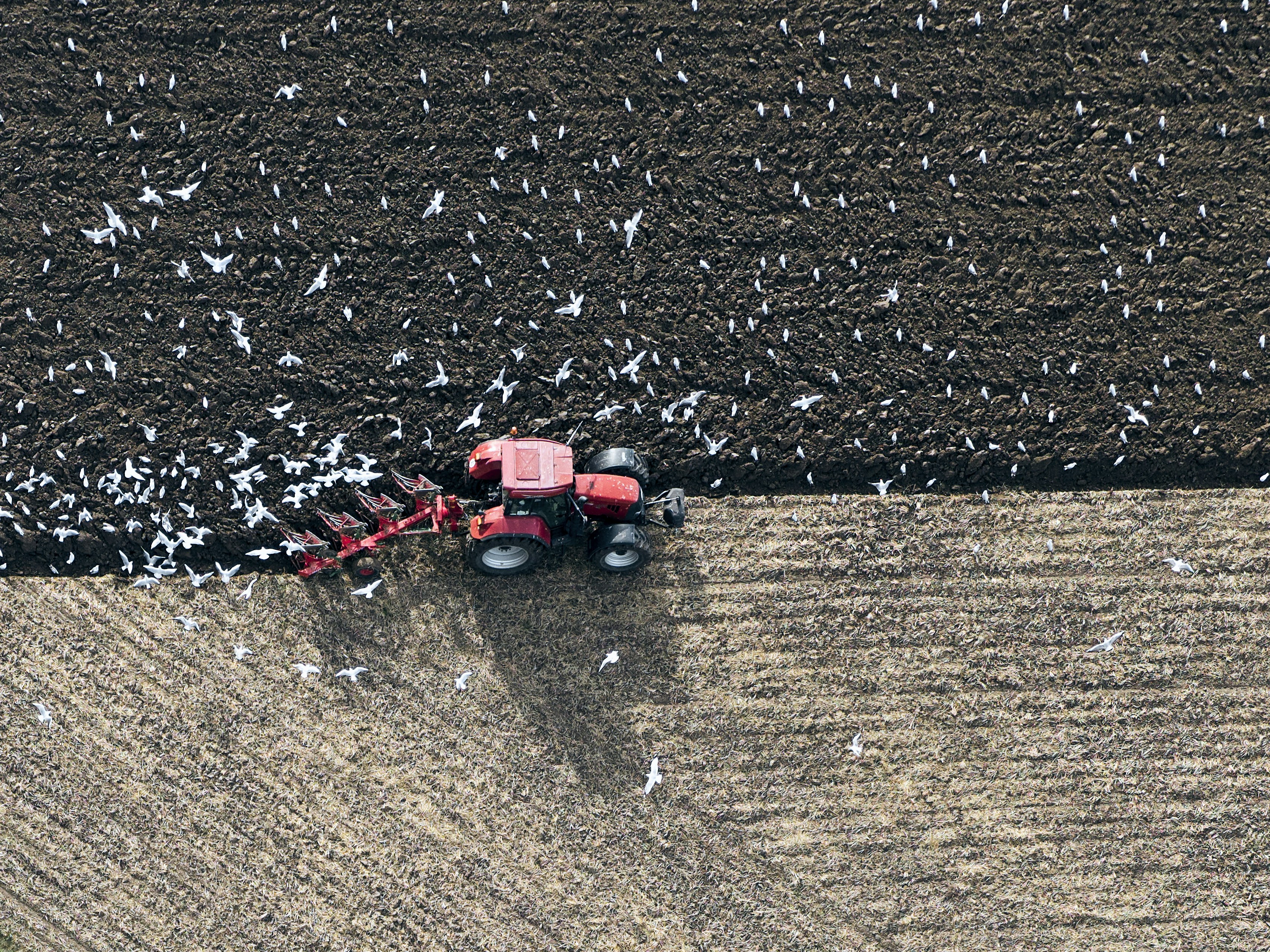 Red tractor working the field with white birds scattered across the soil, showcasing agricultural activity and horizon texture.