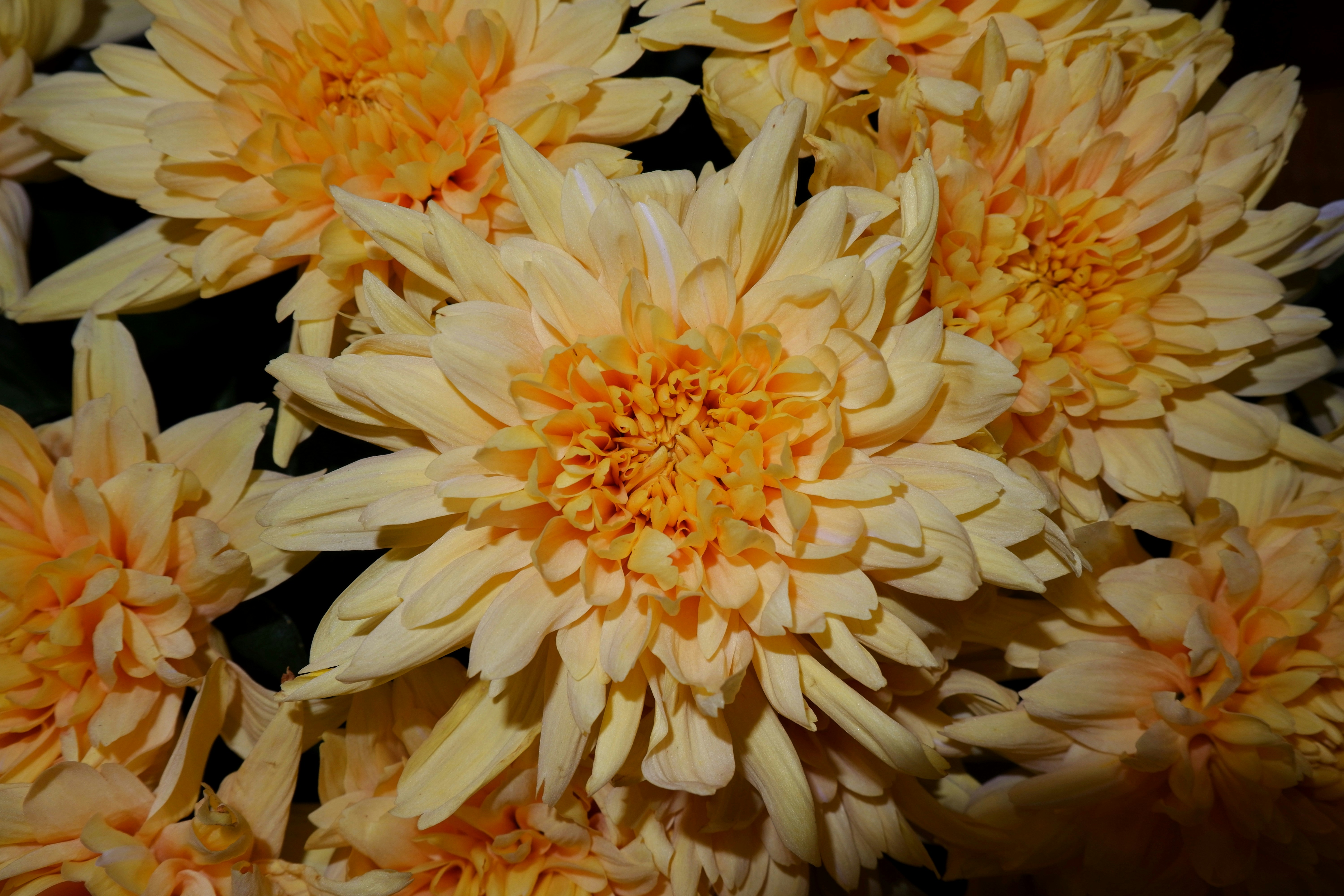 Golden Chrysanthemums in Soft Focus Burst