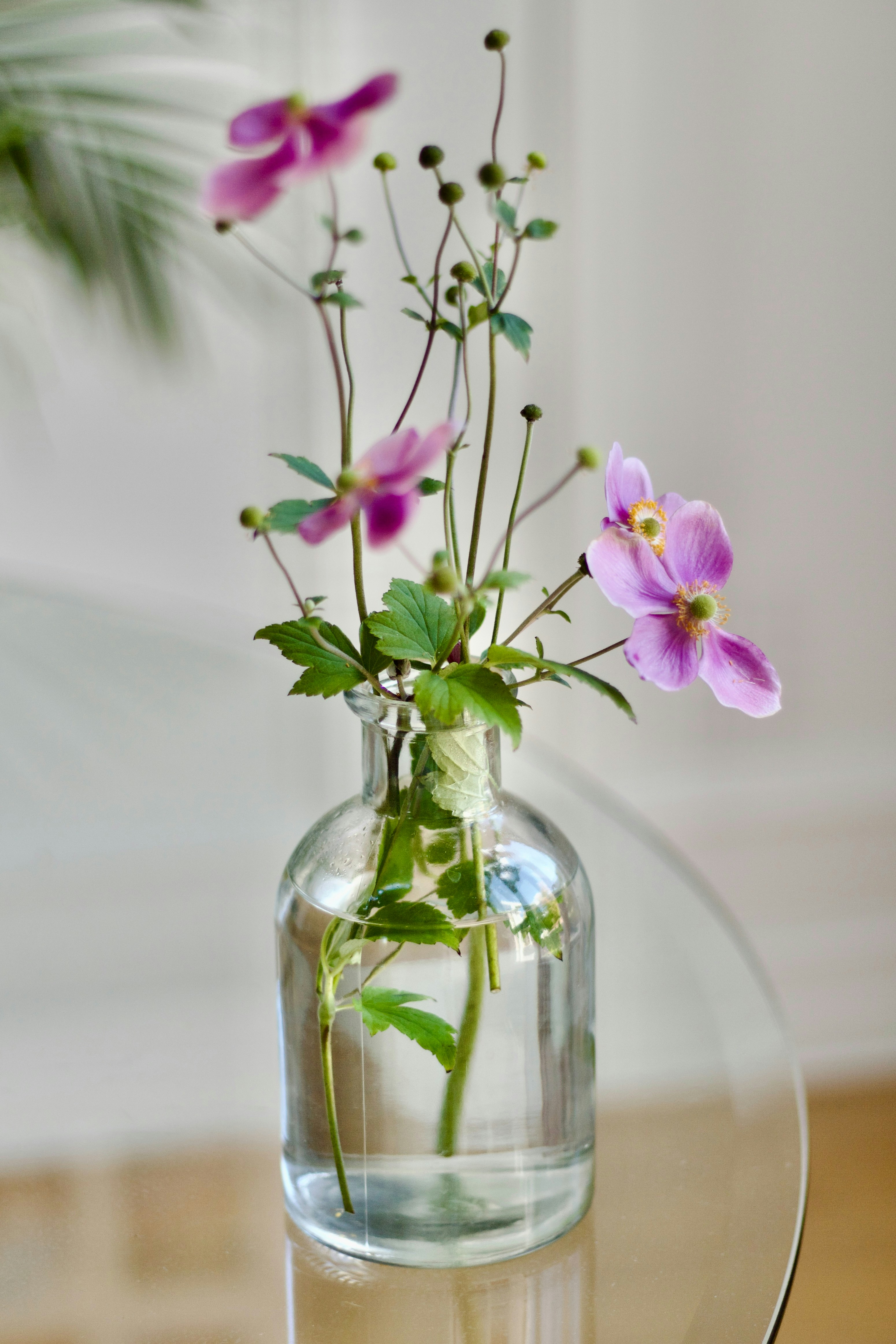 Pink Anemone in a Glass Vase: Quiet Bloom in Soft Light