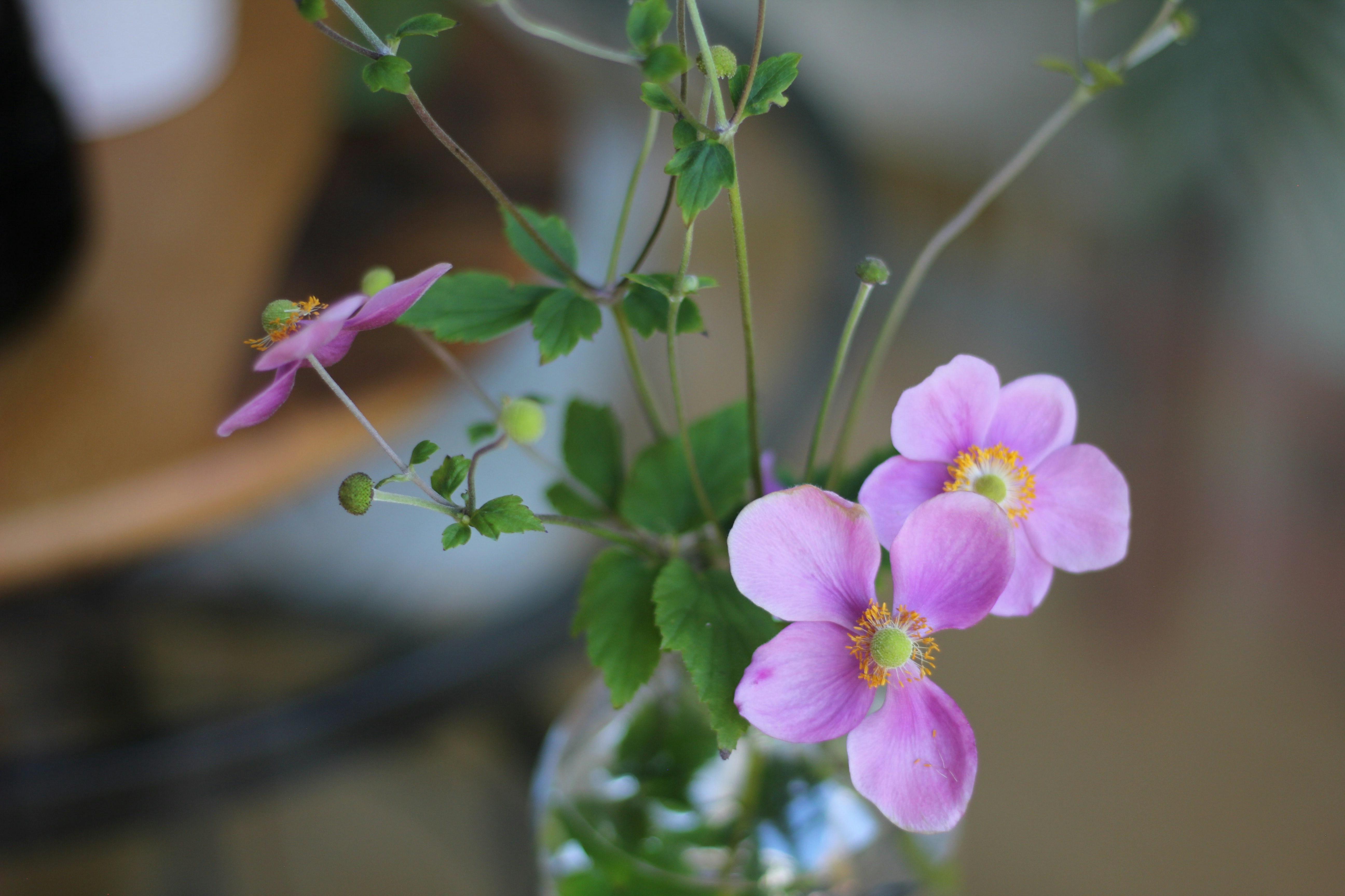 Pink Phlox Still Life in a Glass Jar
