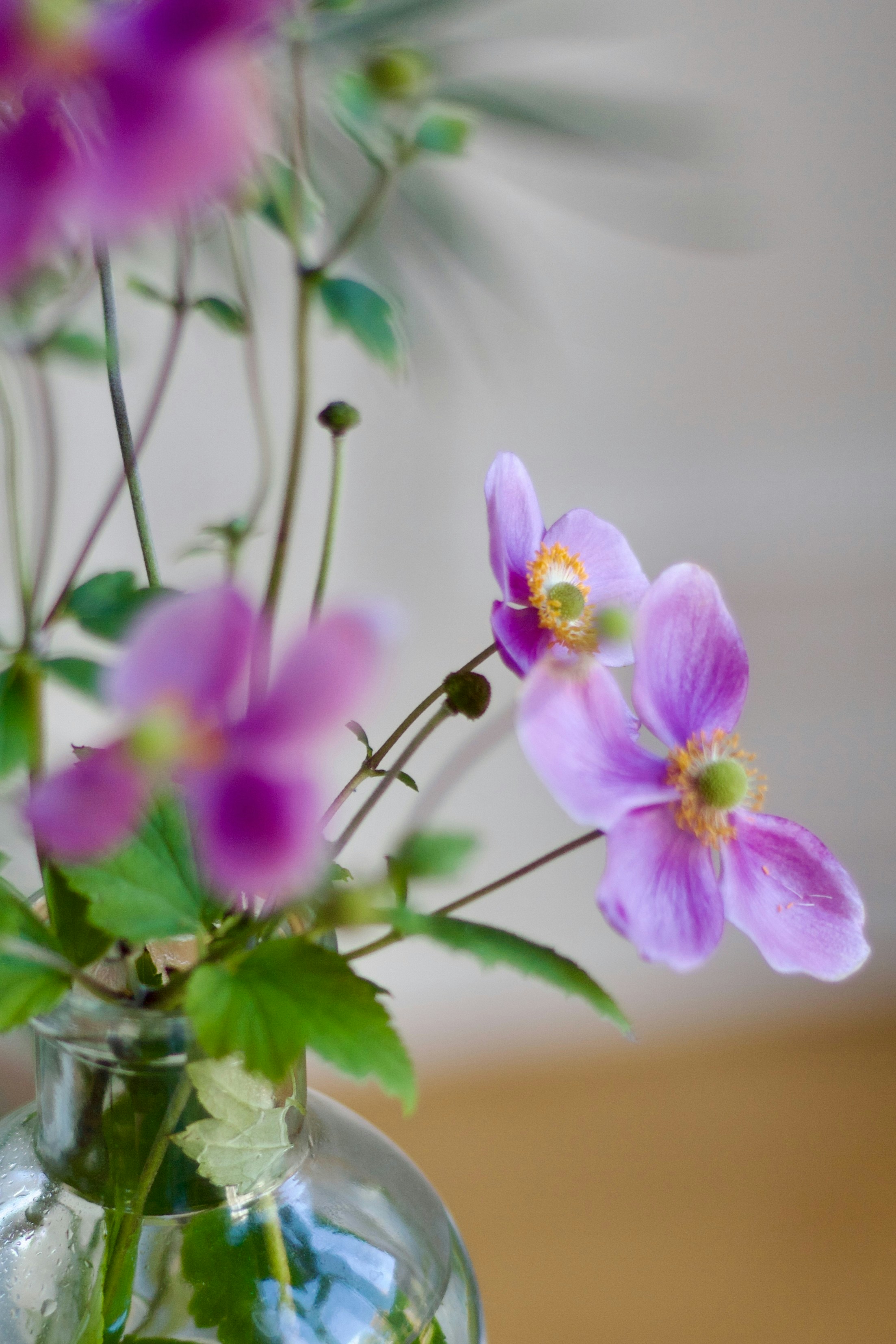 Purple anemones in a glass vase reach toward soft afternoon light