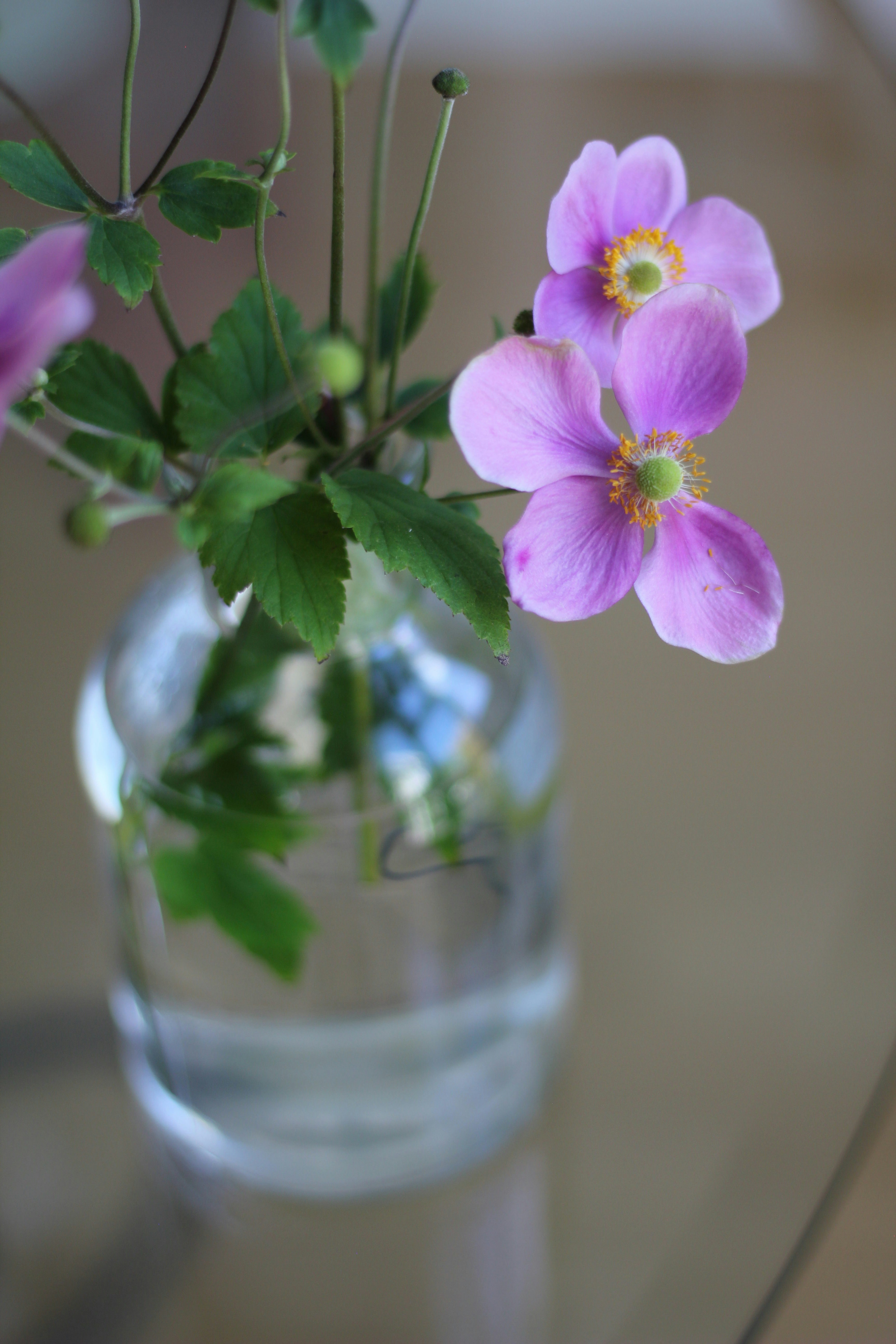 Pink Anemone Blossoms in a Glass Vase