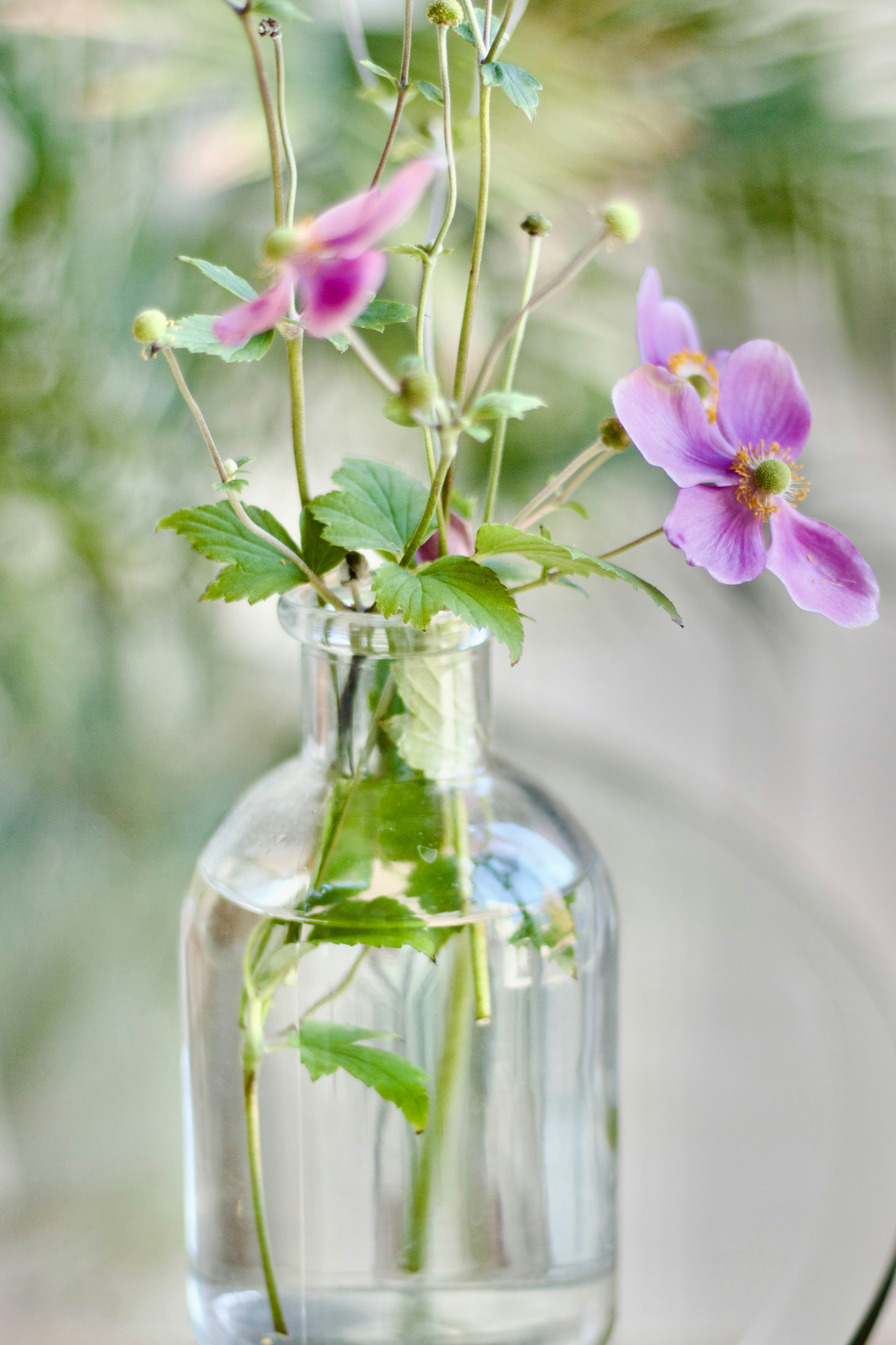 Vibrant Pink Anemone Studio Vase