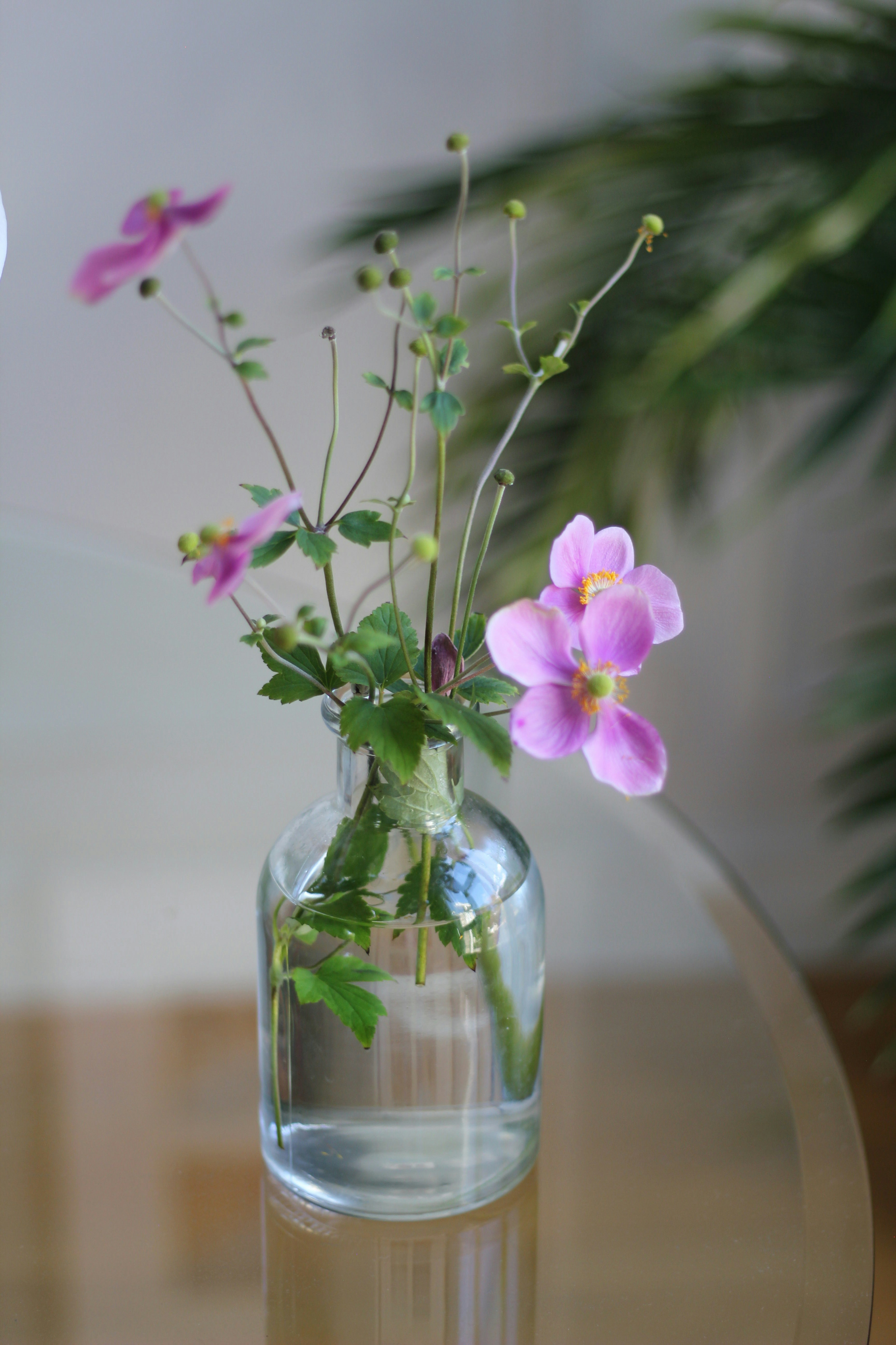 Pink Anemone Still Life in a Glass Vase