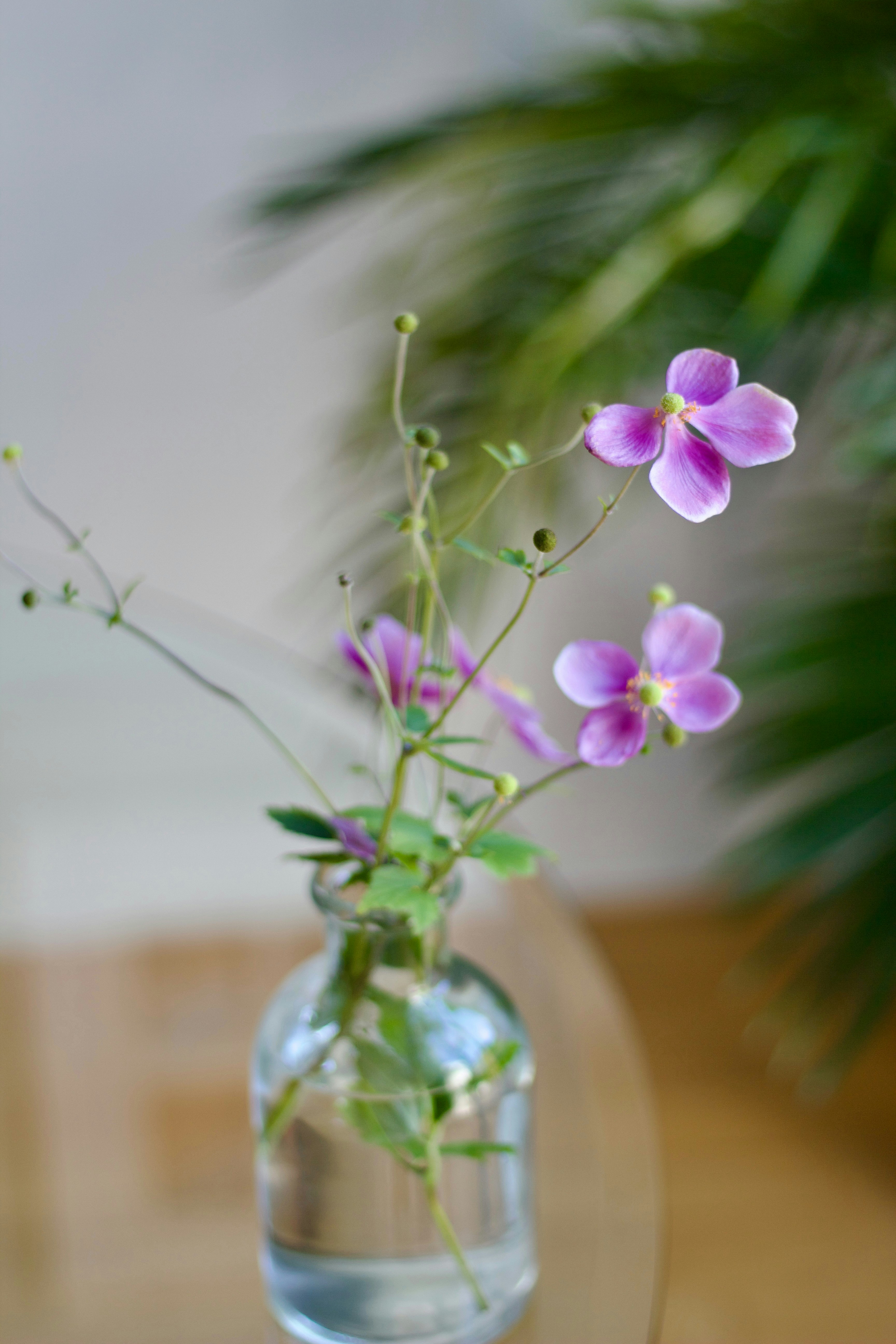 Purple blossoms in a glass vase, softly framed by blurred greenery