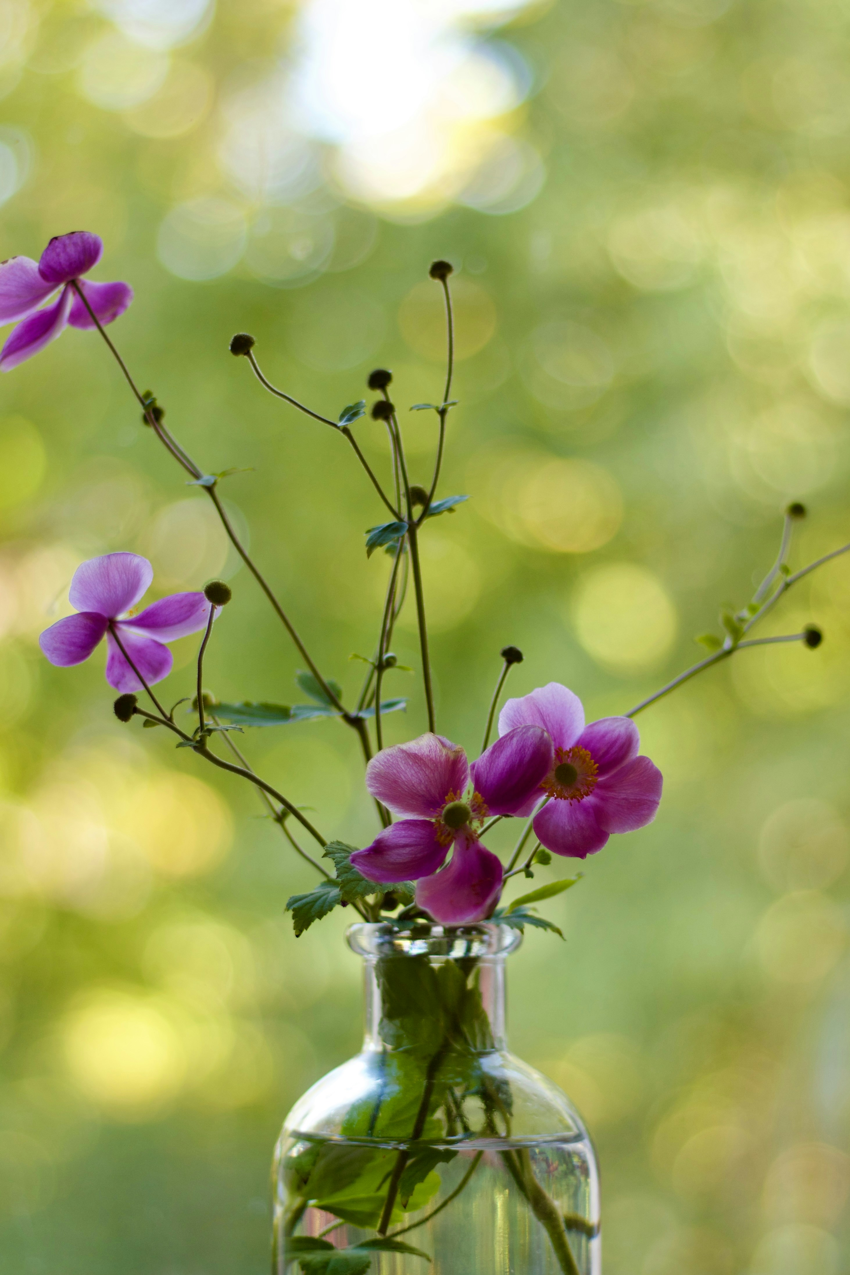 Purple Wildflowers in a Glass Bottle: Delicate Stems against a Bokeh Backdrop