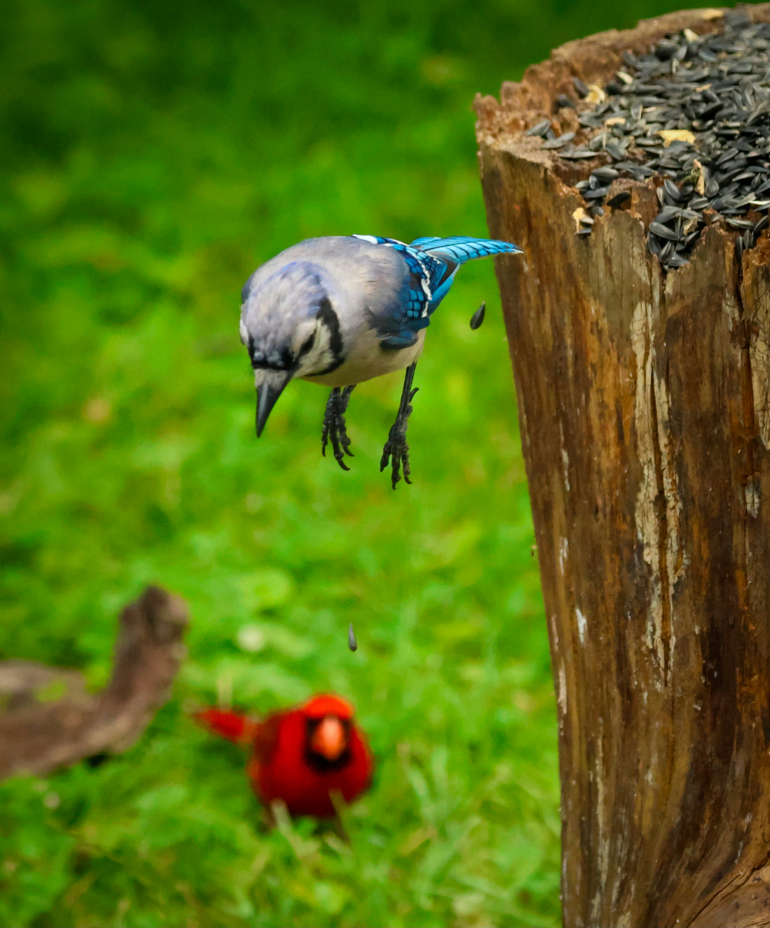 Blue Jay Leap: A Feathery Midair Pause by the Tree Stump