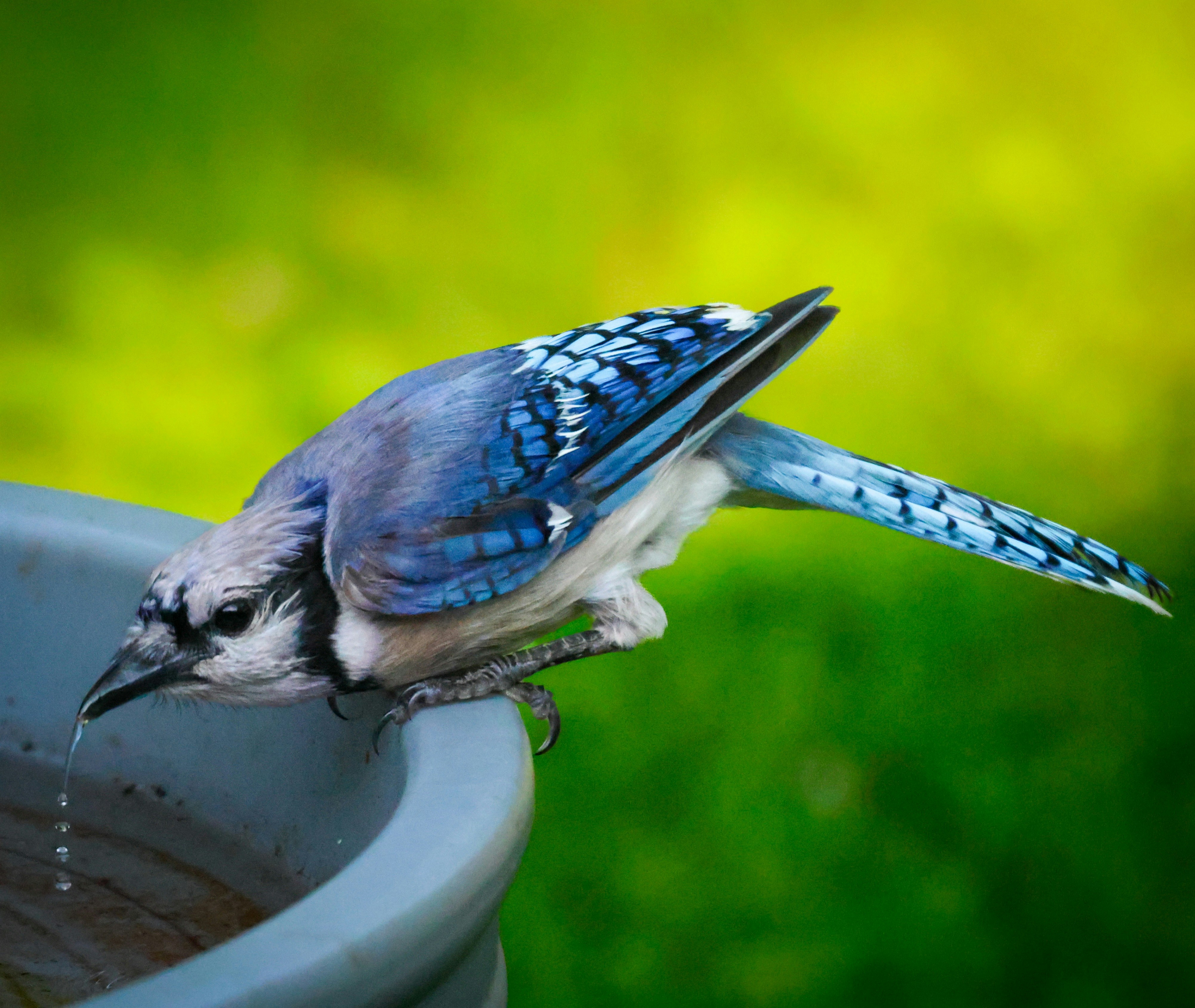Blue Jay on the Edge: A Curious Sip from a Garden Bowl