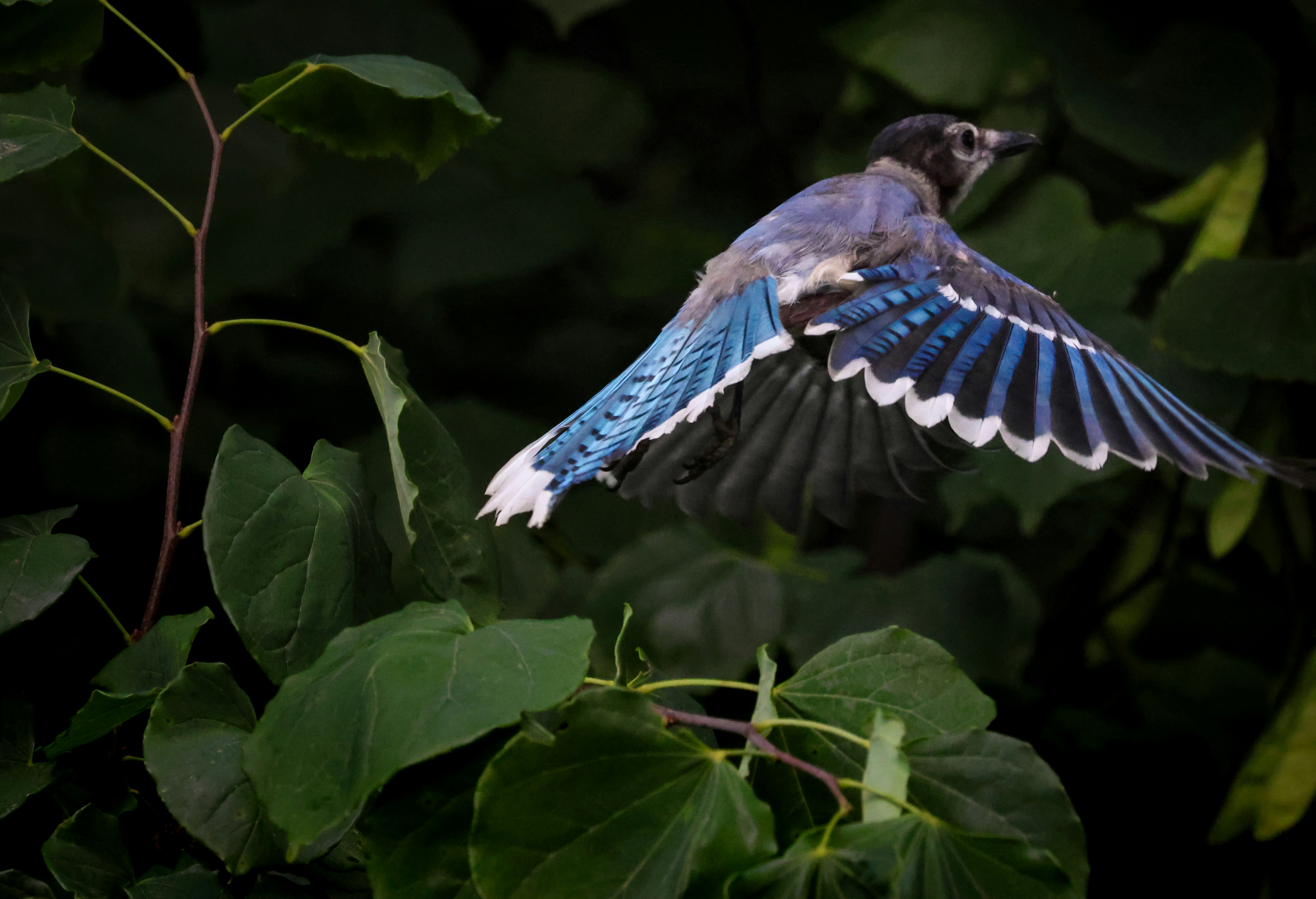 Azure Wing in a Shadowed Foliage Frame