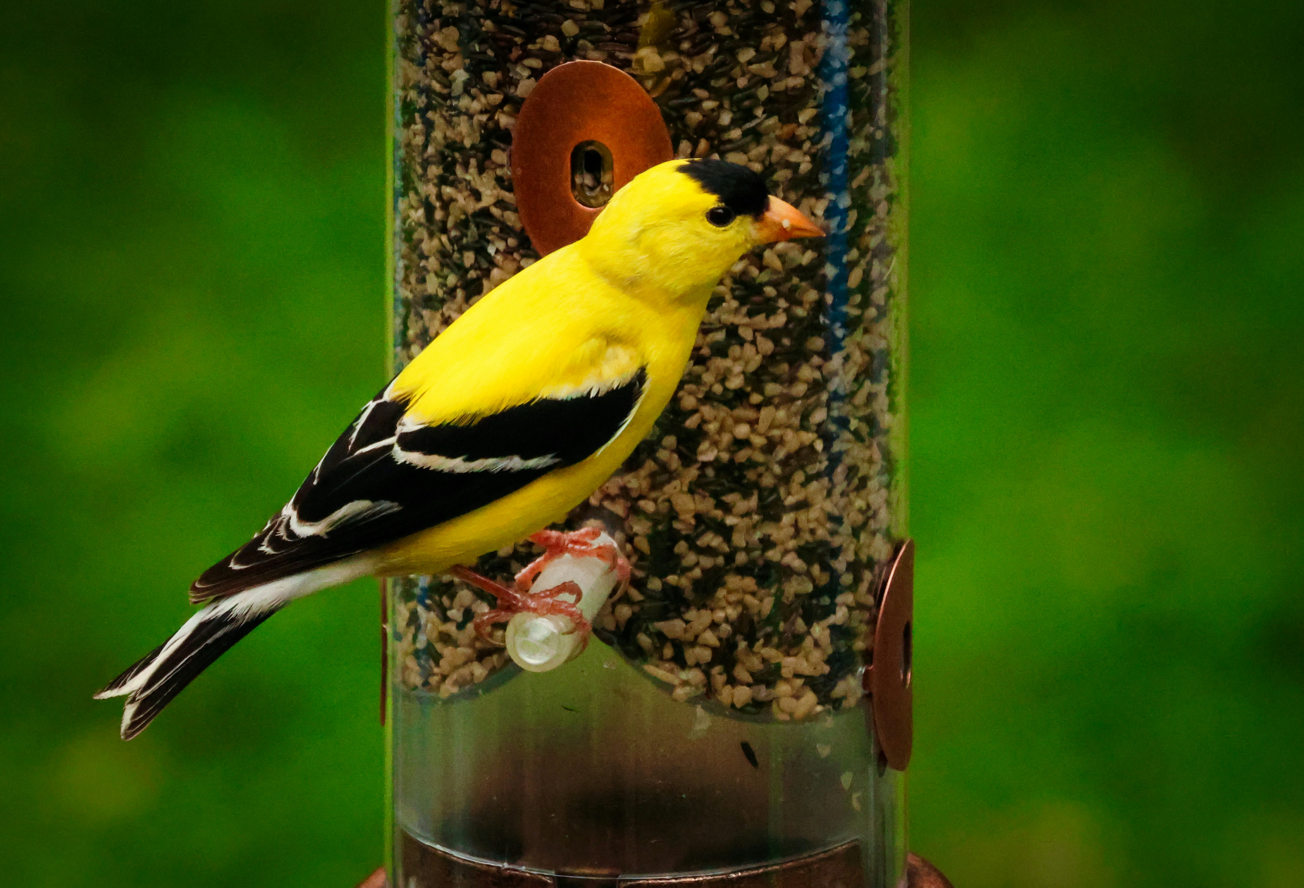 Yellow Bird on a Seed-Drizzled Window