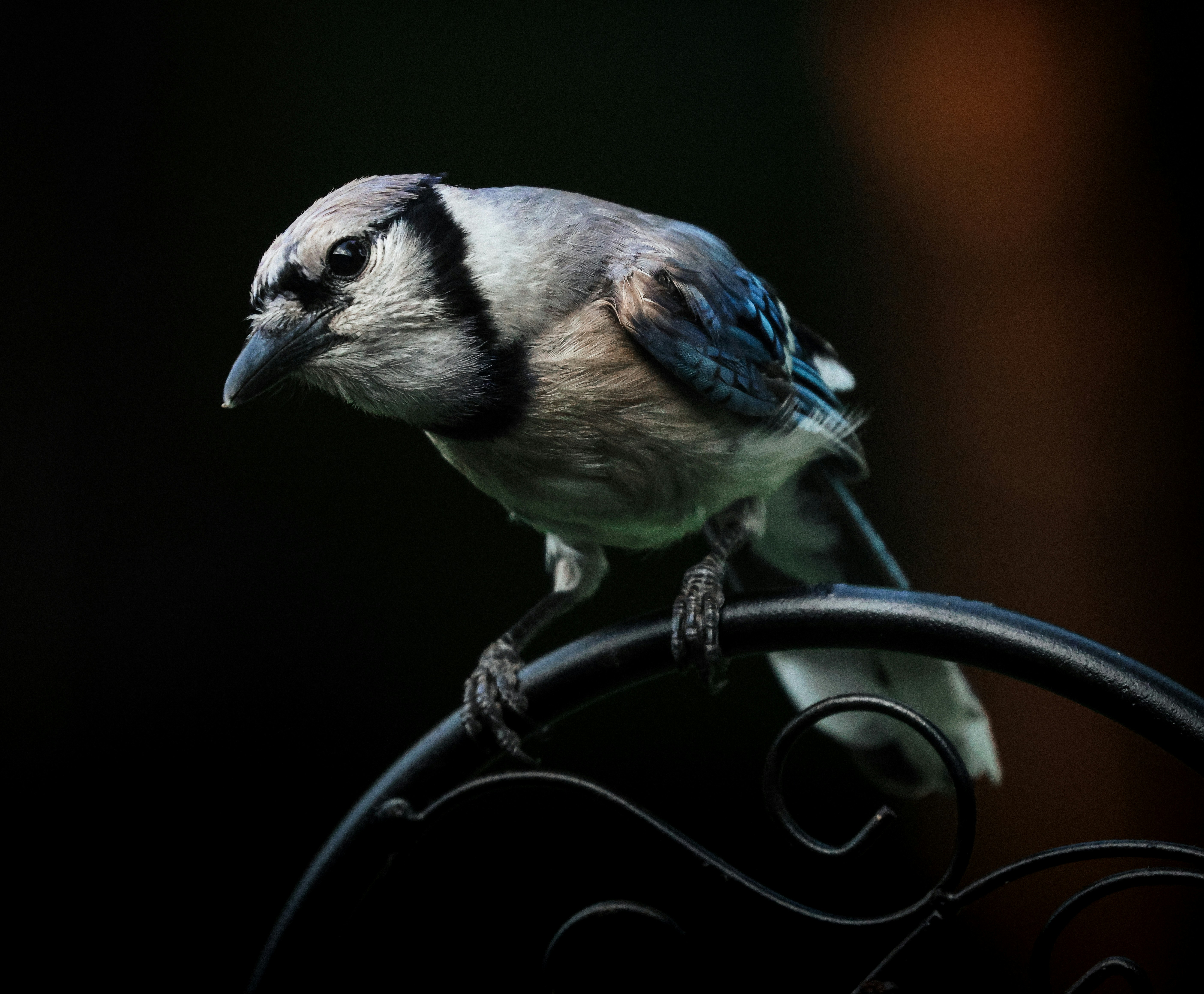 Perched on Curves: A Sparrows’ Quiet Gaze