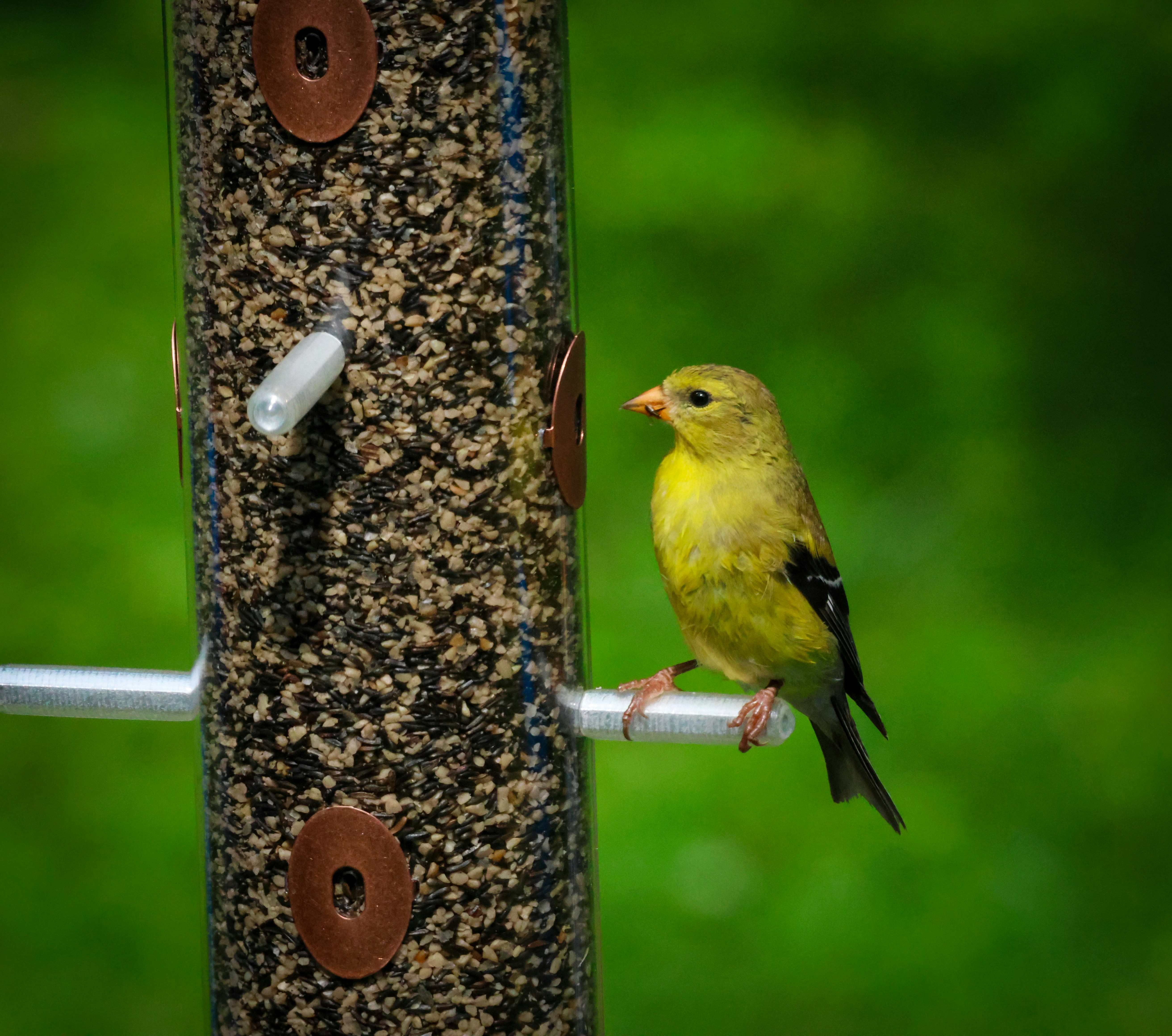 Yellow Warbler at a Grain-Speckled Perch