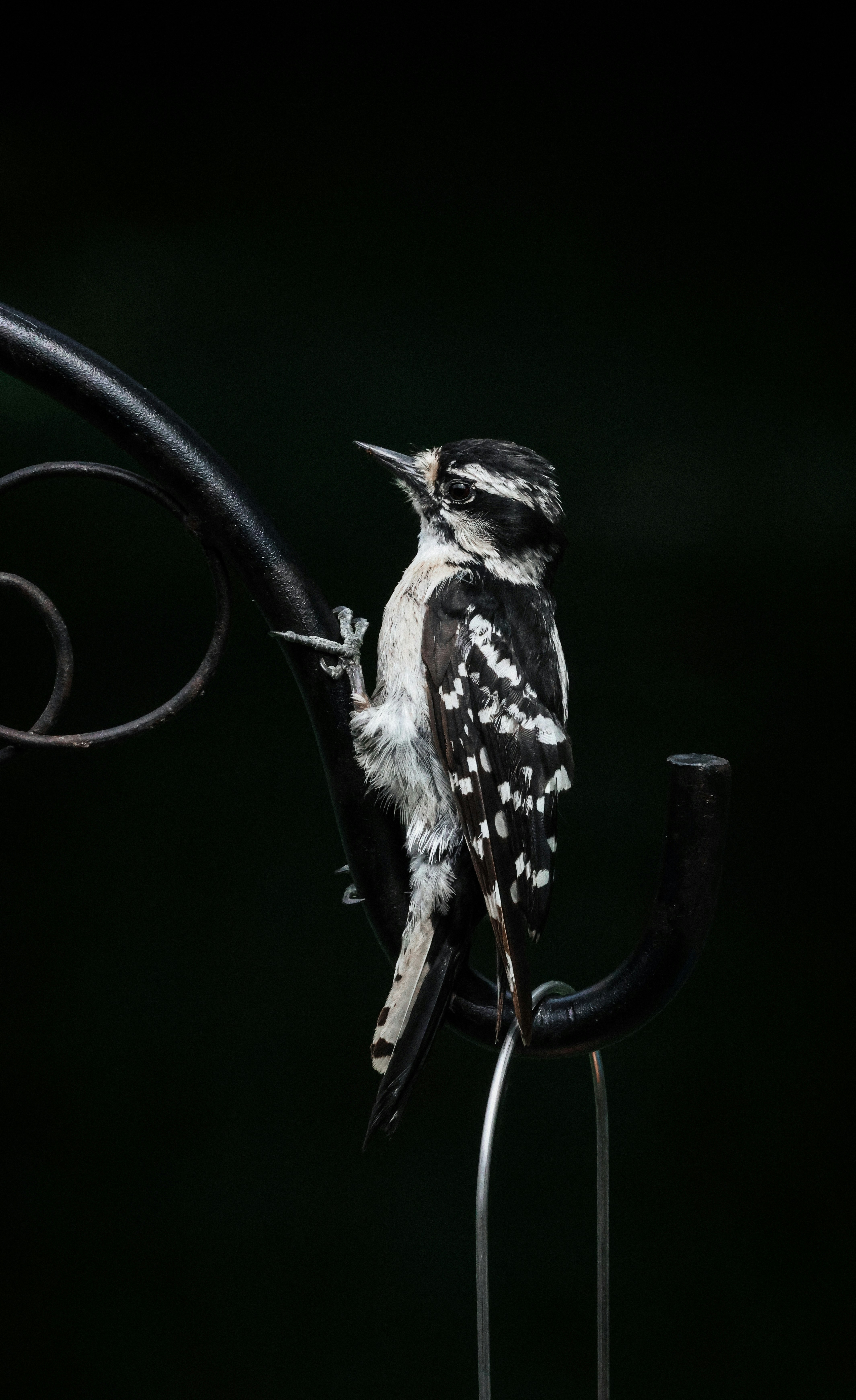 Perched on Curved Iron: A Black-and-White Woodpecker in Quiet Night