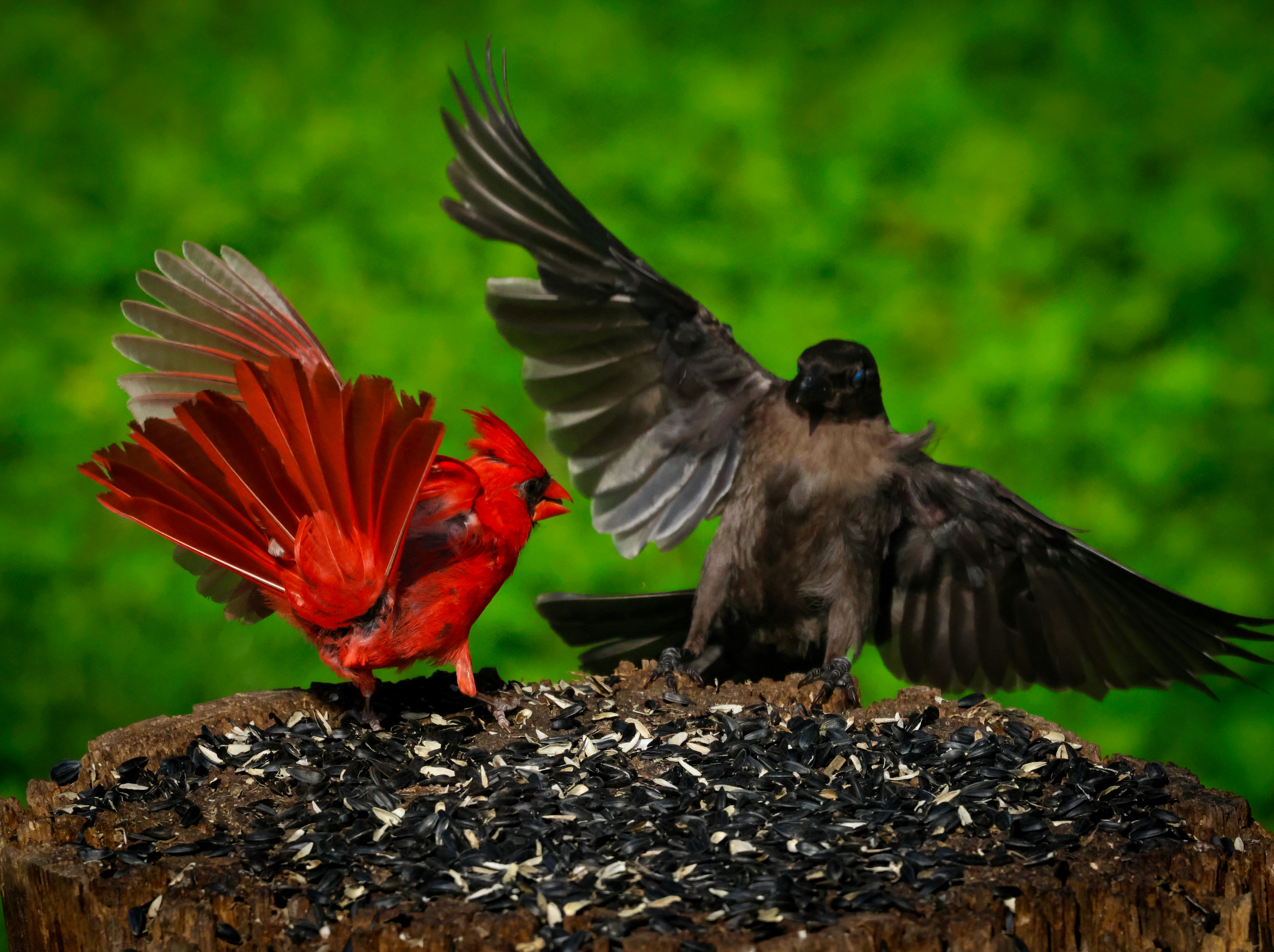 Red Cardinal and Blackbird Mid-Air Showdown on a Stump