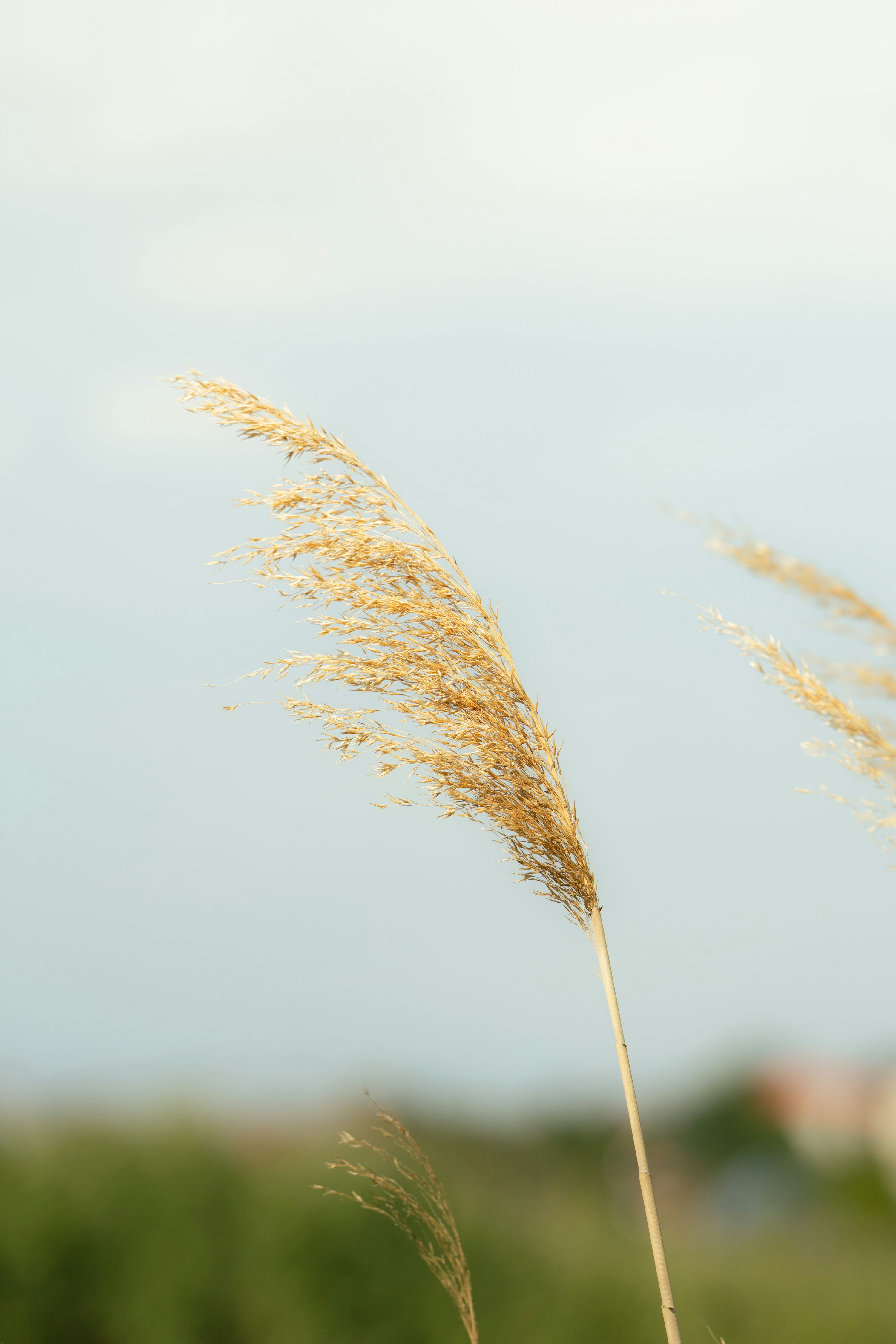 Golden Reeds Against a Soft Skyscape